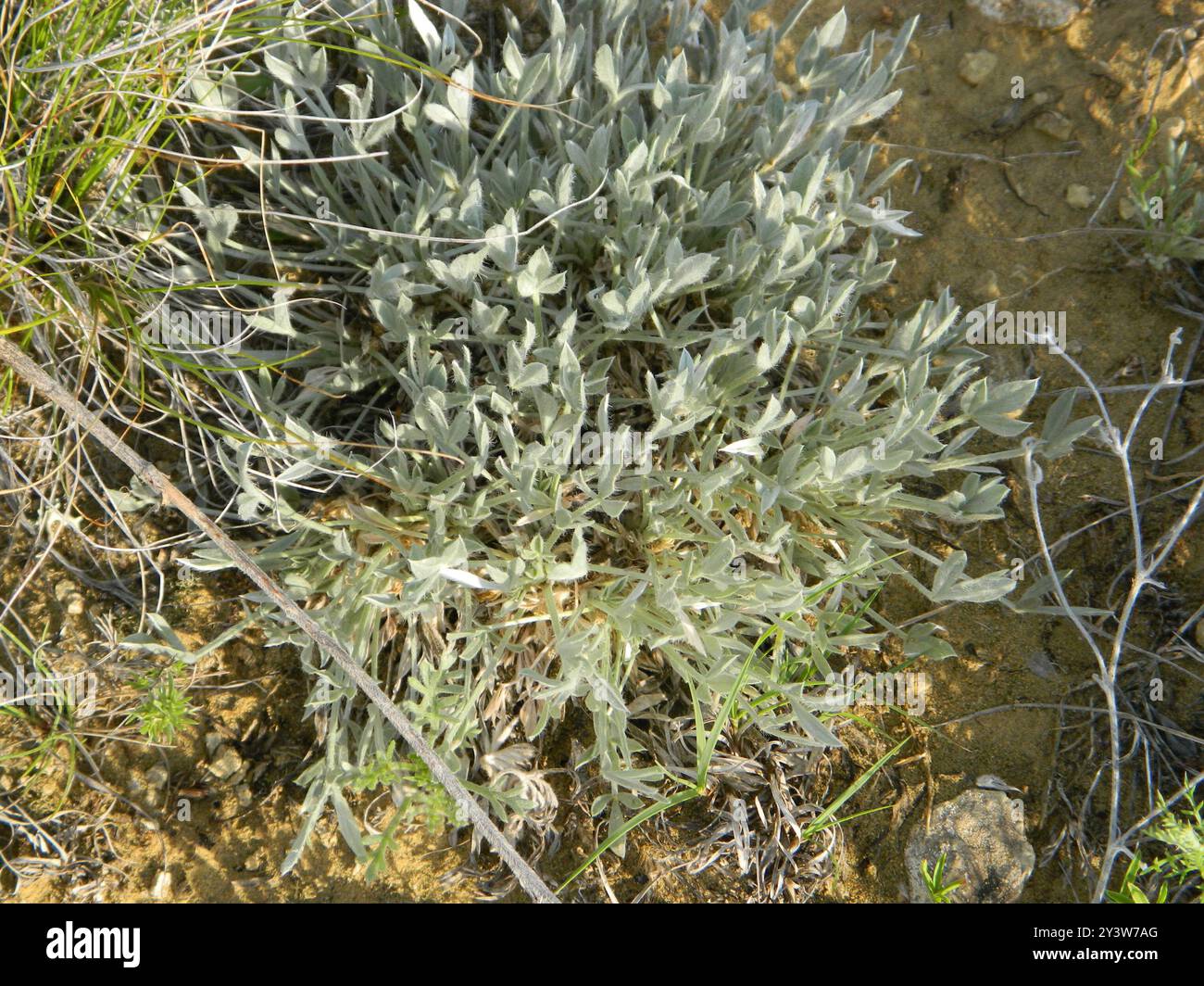 Threeleaf Milkvetch (Astragalus gilviflorus) Plantae Stock Photo - Alamy