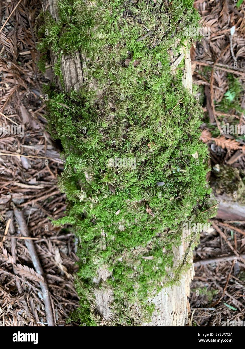 shingle moss (Neckera pennata) Plantae Stock Photo - Alamy
