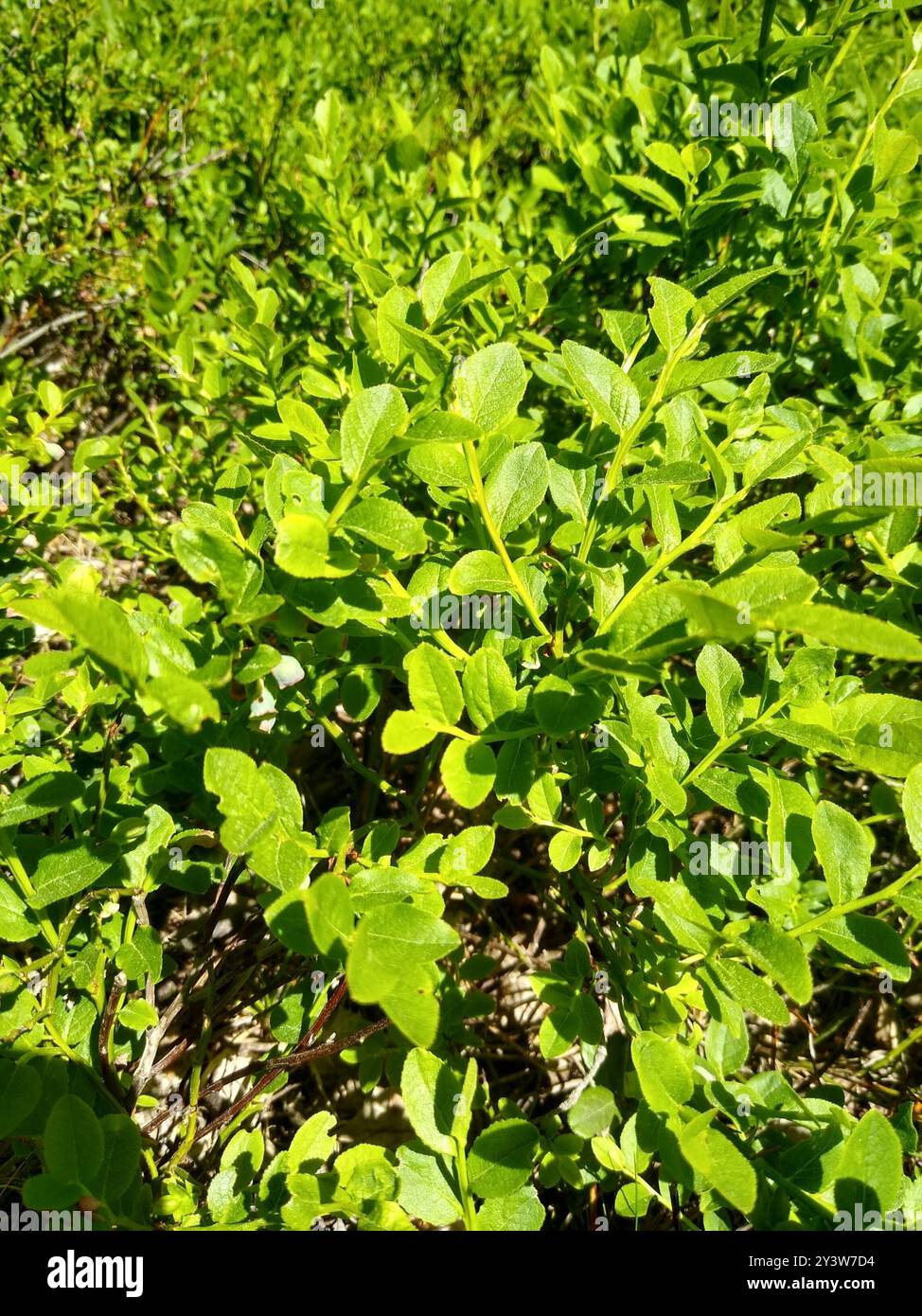 common bilberry (Vaccinium myrtillus) Plantae Stock Photo - Alamy