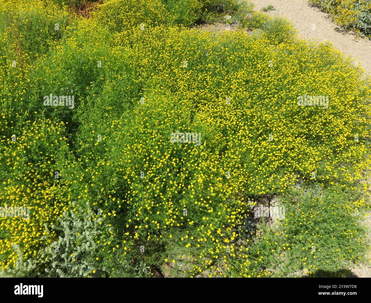 stinknet (Oncosiphon pilulifer) Plantae Stock Photo - Alamy