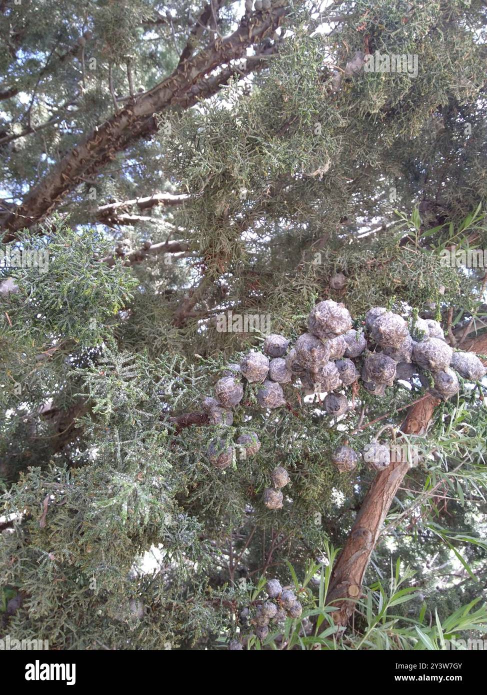 baker's cypress (Hesperocyparis bakeri) Plantae Stock Photo - Alamy