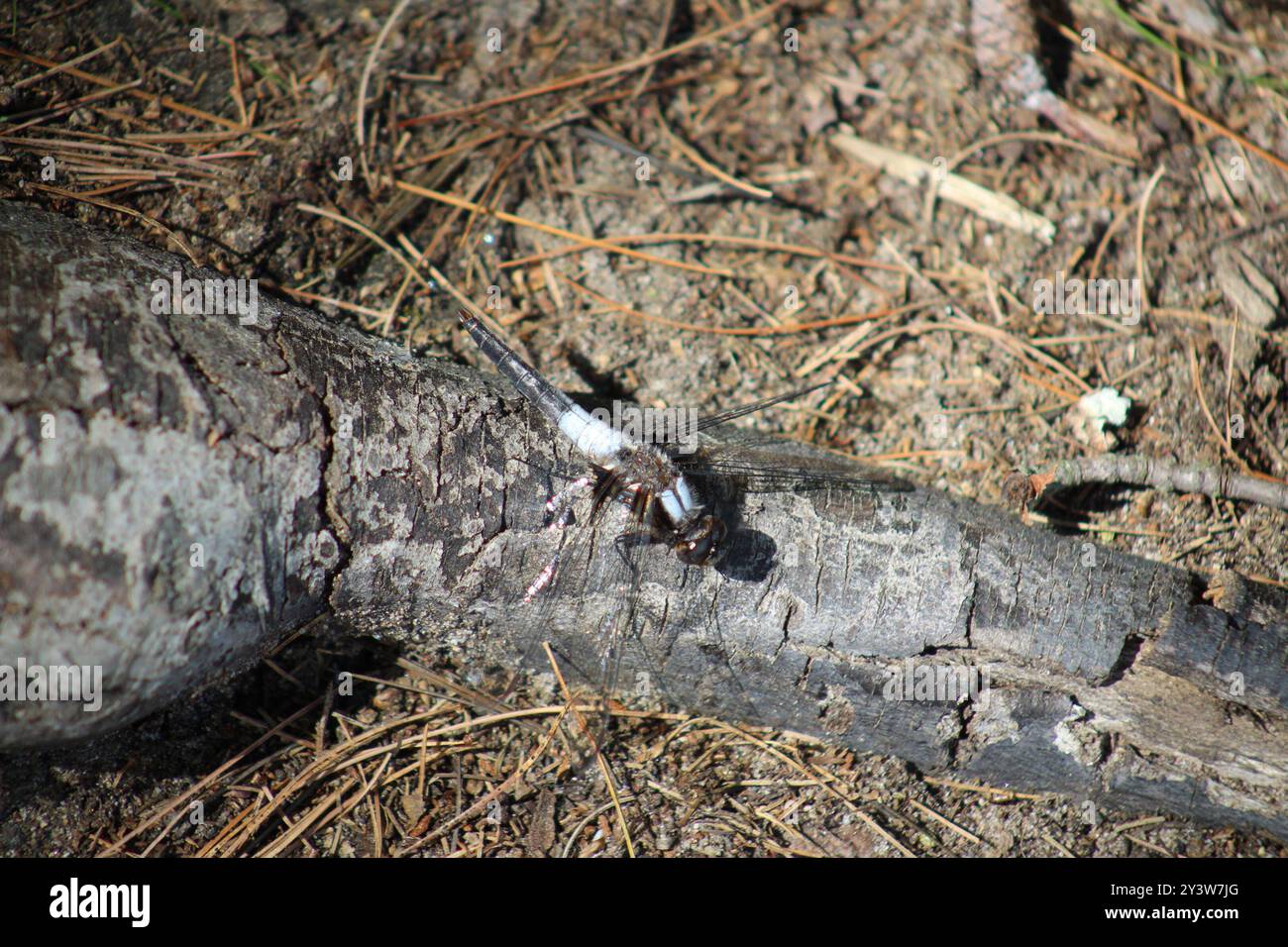 Chalk-fronted Corporal (Ladona julia) Insecta Stock Photo - Alamy