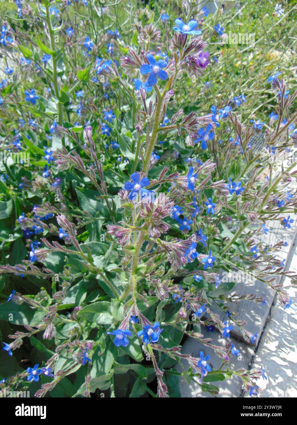 Italian Bugloss (Anchusa azurea) Plantae Stock Photo - Alamy