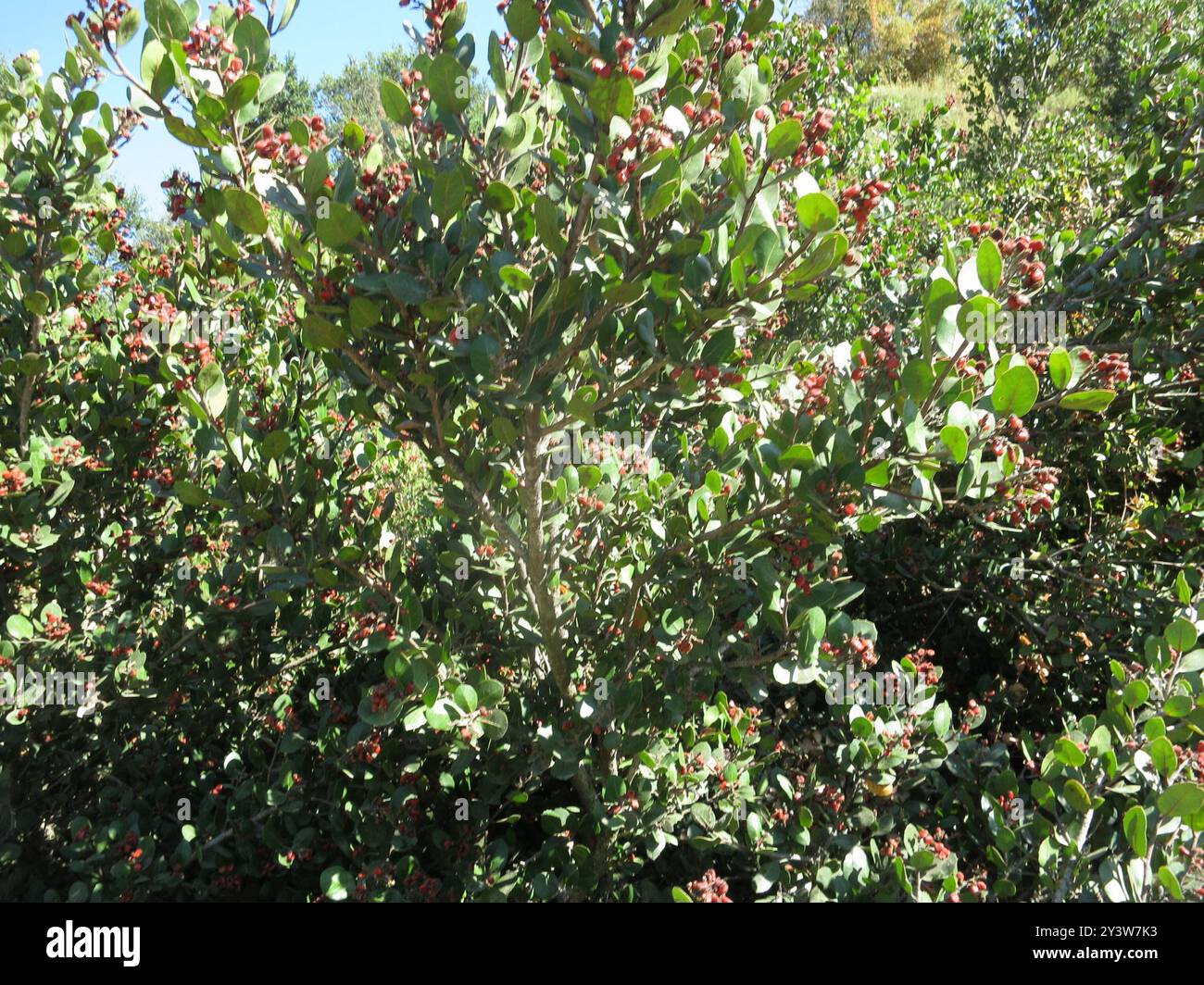 lemonade berry (Rhus integrifolia) Plantae Stock Photo - Alamy