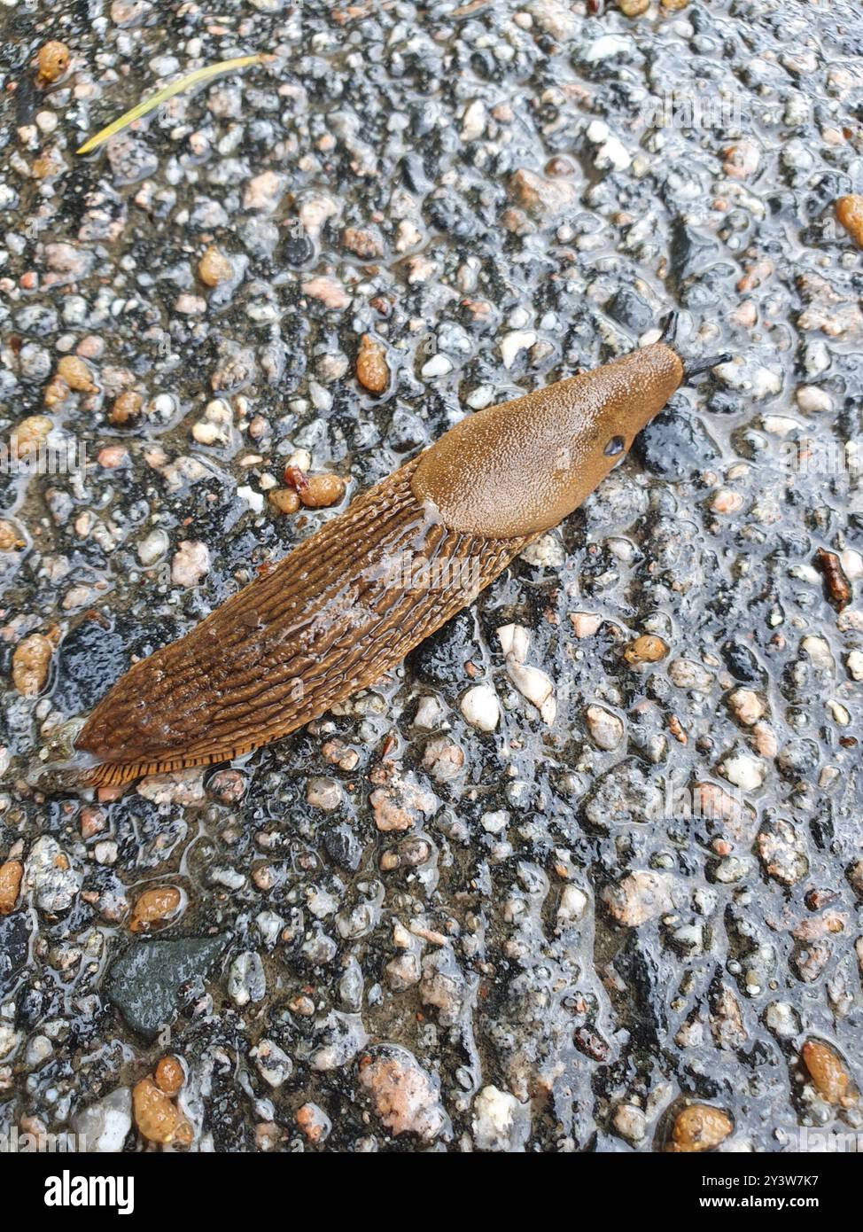 Spanish Slug (Arion vulgaris) Mollusca Stock Photo - Alamy