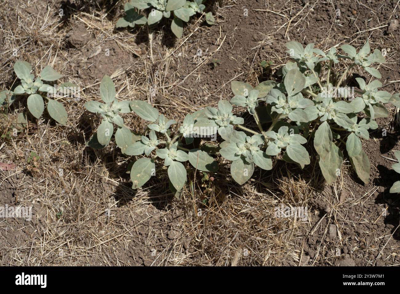 turkey mullein (Croton setiger) Plantae Stock Photo - Alamy