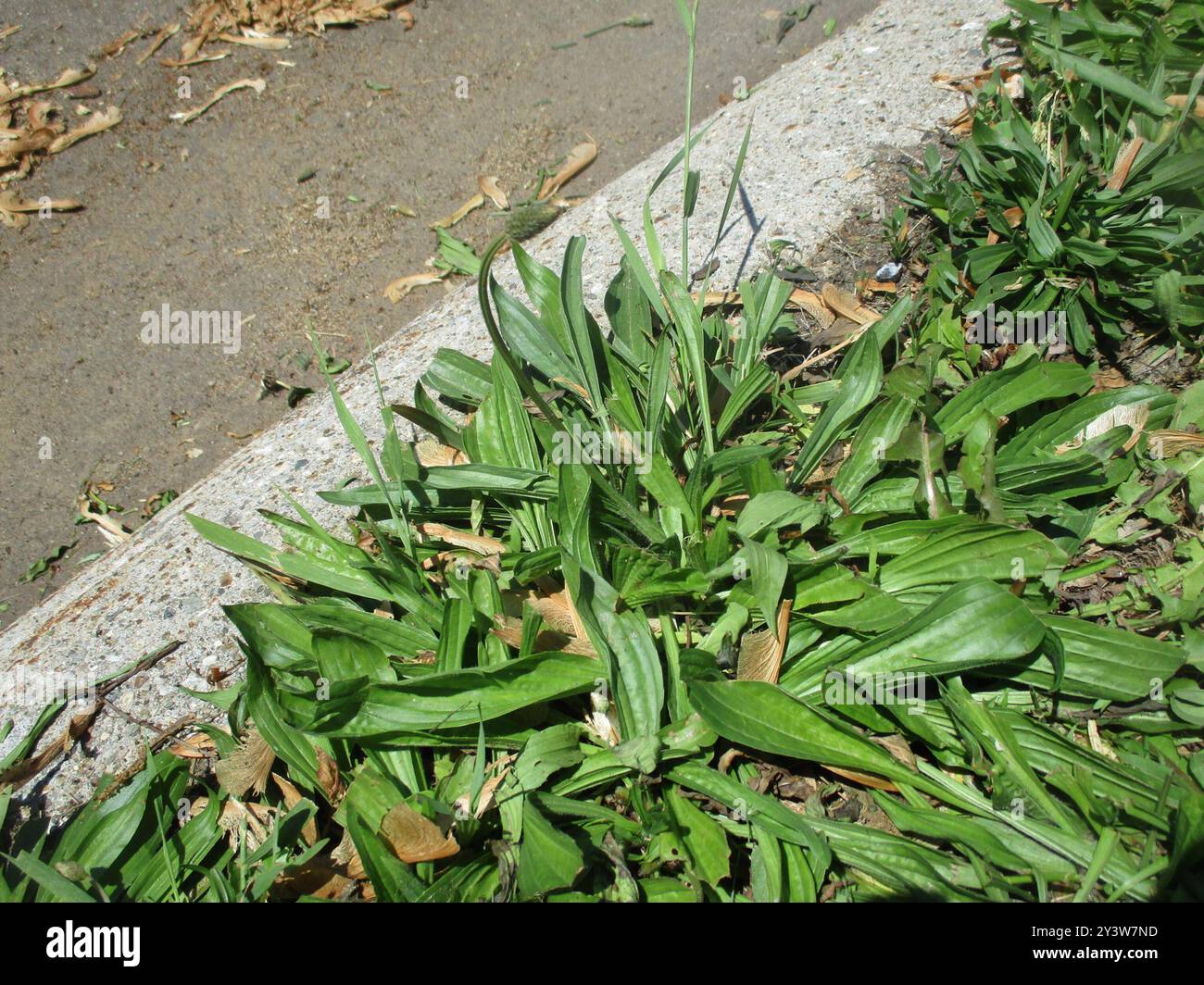 ribwort plantain (Plantago lanceolata) Plantae Stock Photo - Alamy