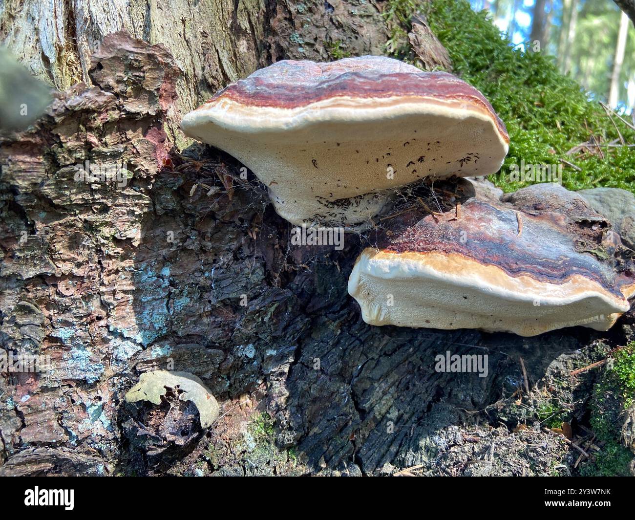 Red-banded Polypore (Fomitopsis pinicola) Fungi Stock Photo - Alamy