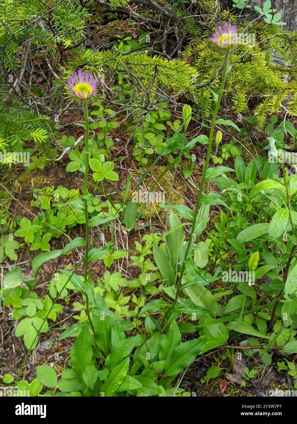 Subalpine Fleabane (Erigeron glacialis) Plantae Stock Photo - Alamy