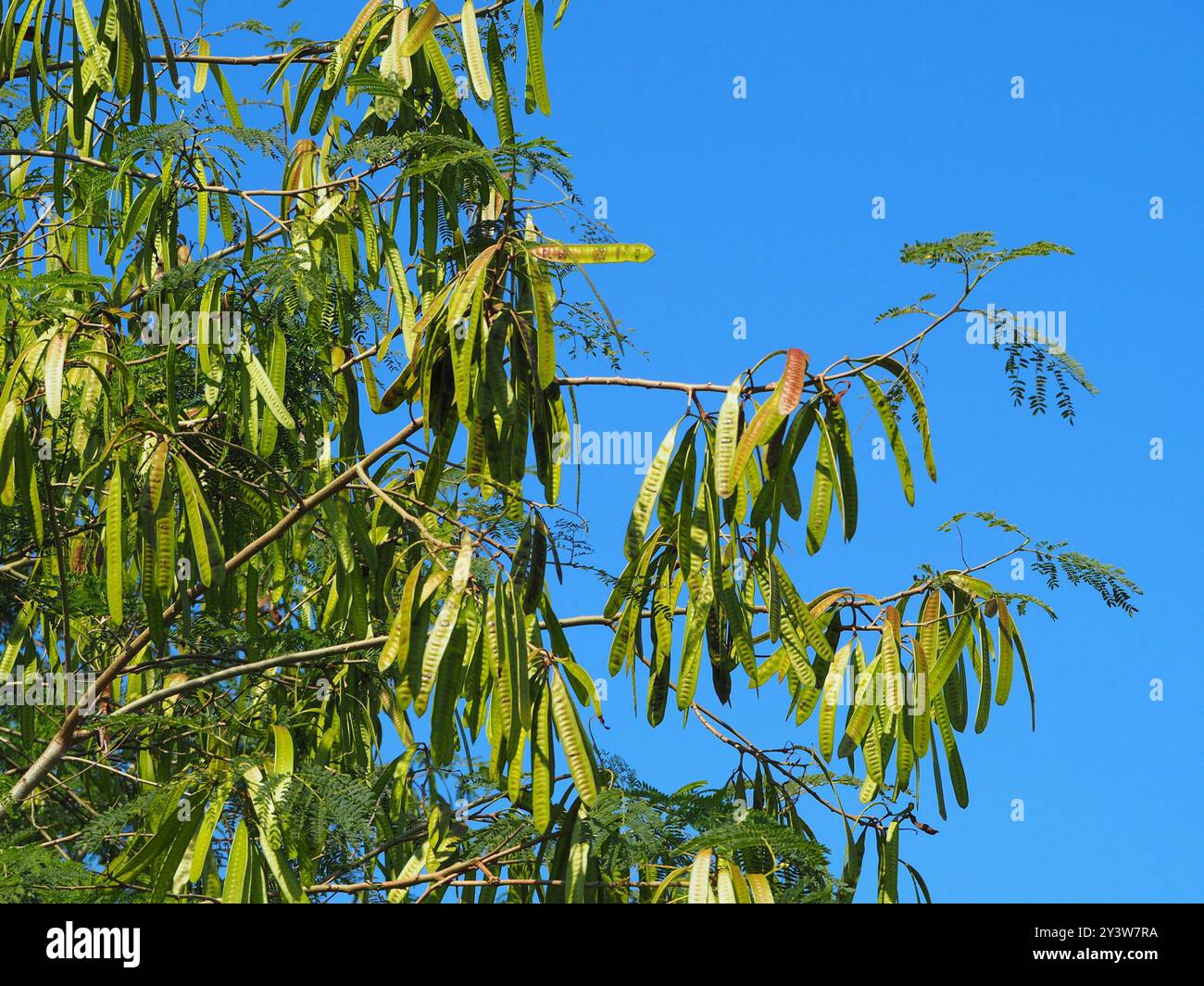White leadtree (Leucaena leucocephala) Plantae Stock Photo - Alamy