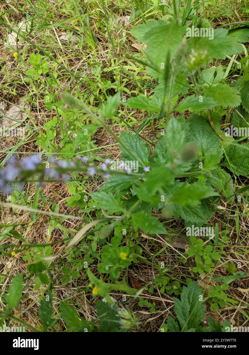 western vervain (Verbena lasiostachys) Plantae Stock Photo - Alamy