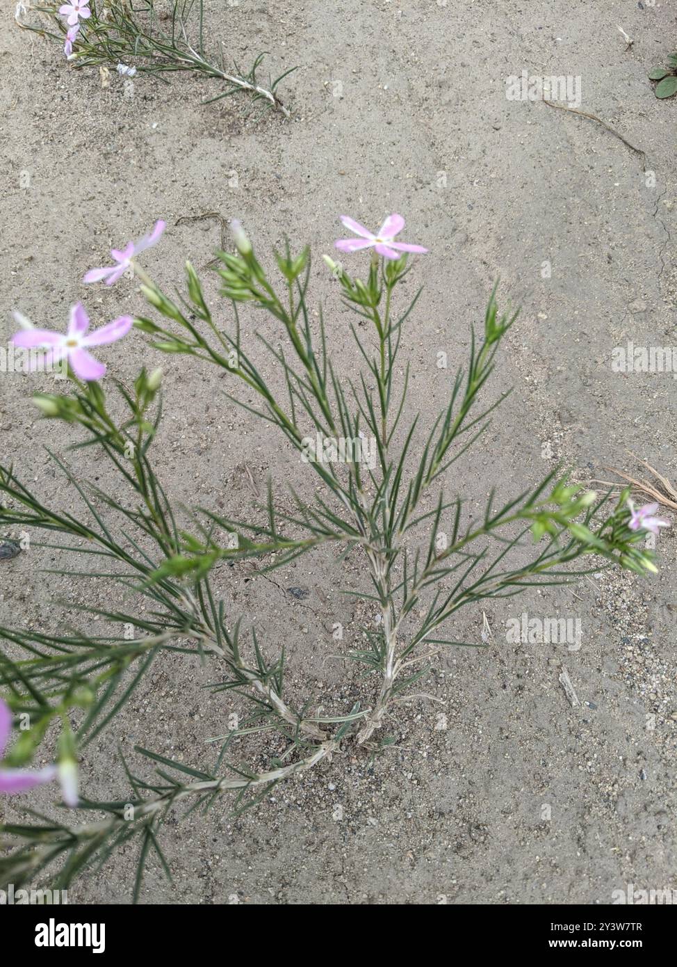 Longleaf Phlox (Phlox longifolia) Plantae Stock Photo - Alamy