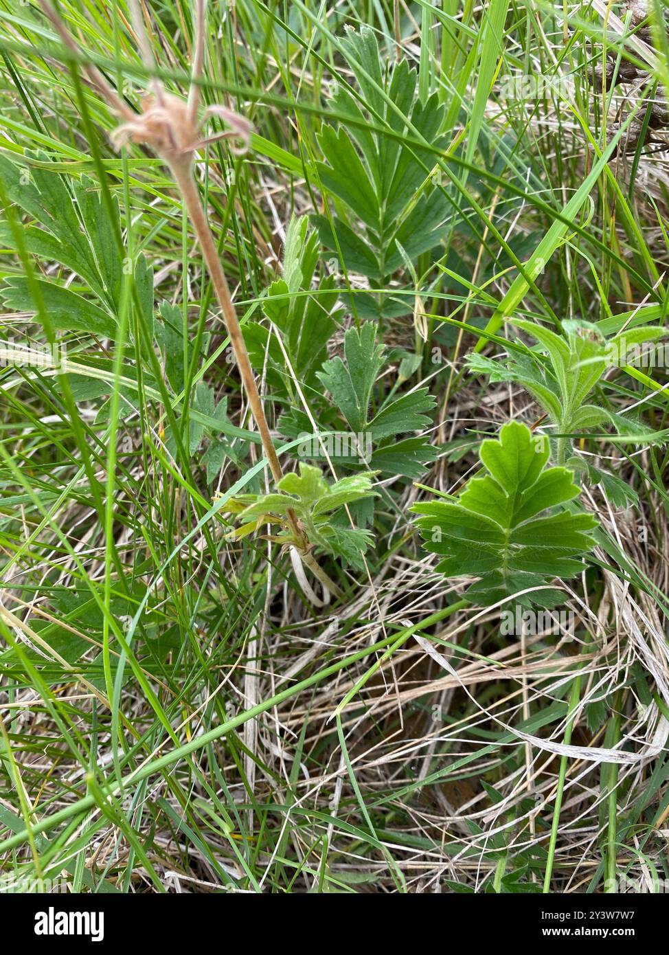 prairie smoke (Geum triflorum) Plantae Stock Photo - Alamy