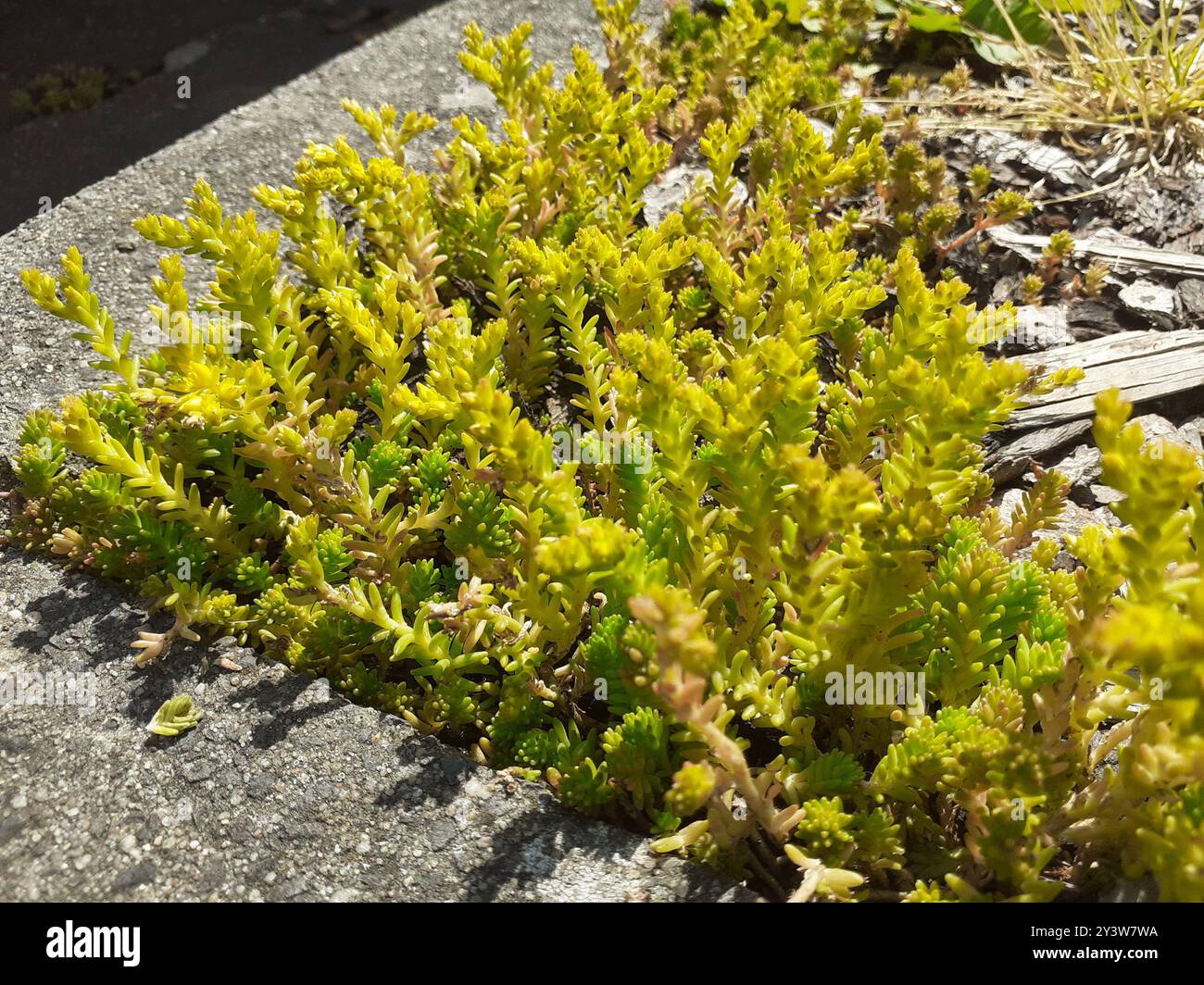 Biting Stonecrop (Sedum acre) Plantae Stock Photo - Alamy