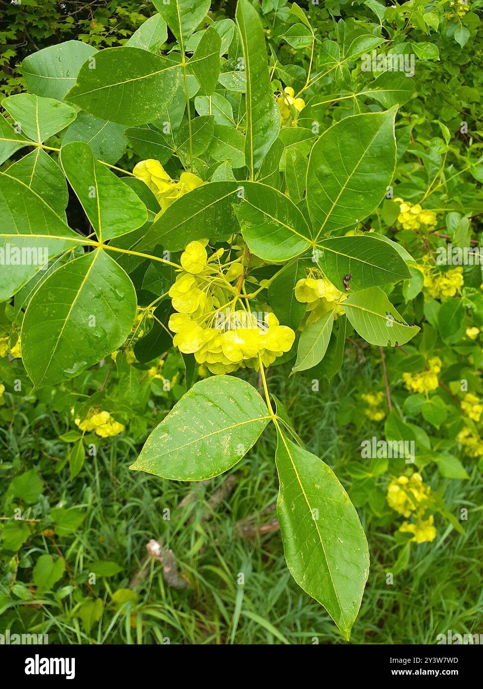 common hoptree (Ptelea trifoliata) Plantae Stock Photo - Alamy