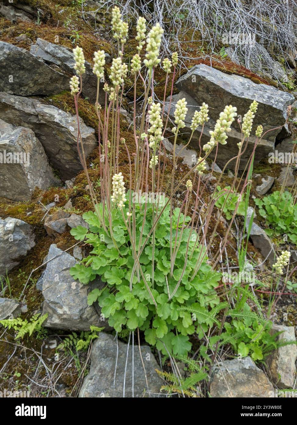 roundleaf alumroot (Heuchera cylindrica) Plantae Stock Photo - Alamy