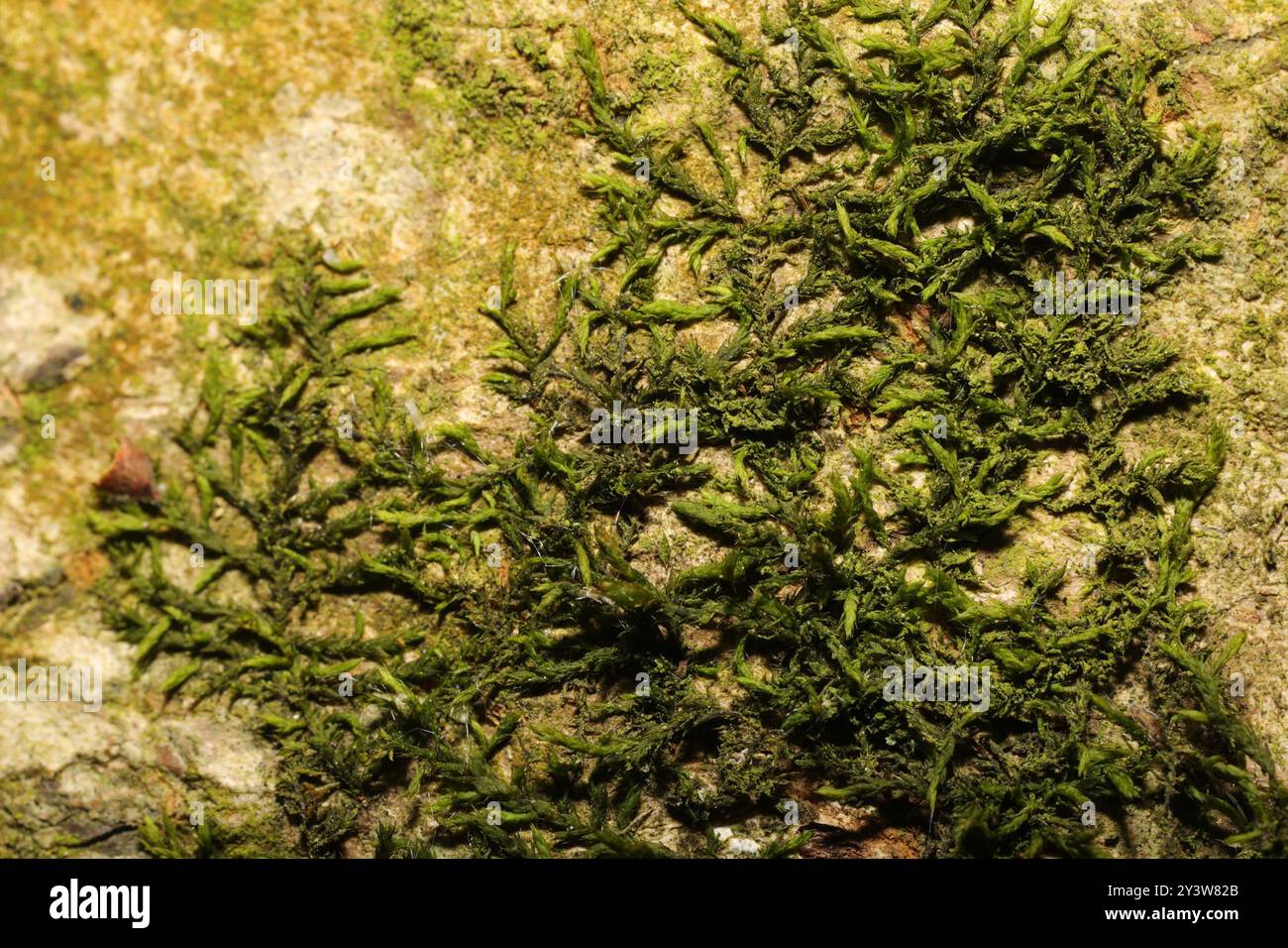 Lateral Cryphaea (Cryphaea heteromalla) Plantae Stock Photo - Alamy