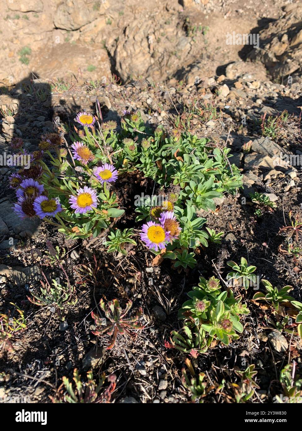seaside daisy (Erigeron glaucus) Plantae Stock Photo - Alamy