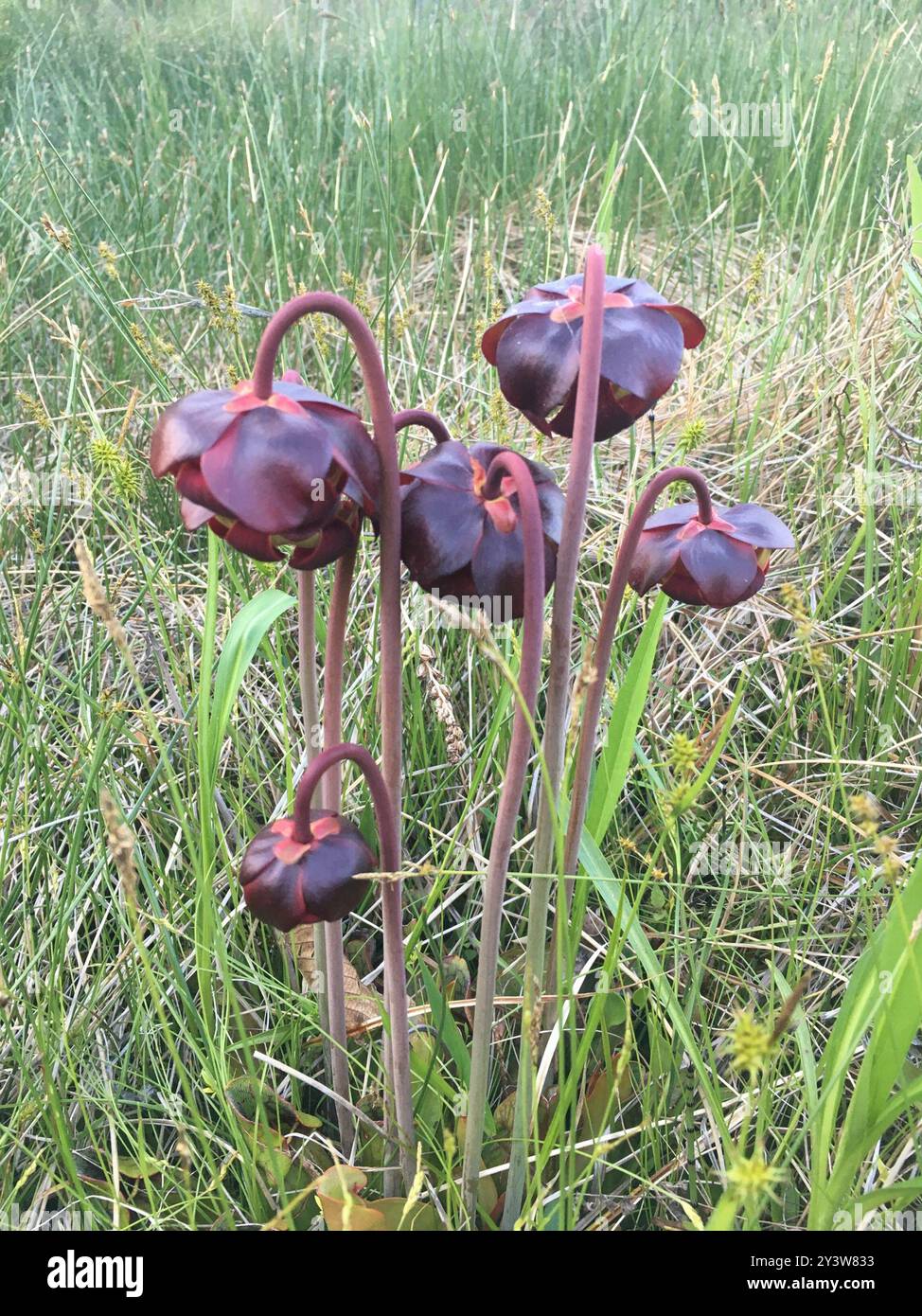 northern purple pitcher plant (Sarracenia purpurea purpurea) Plantae ...