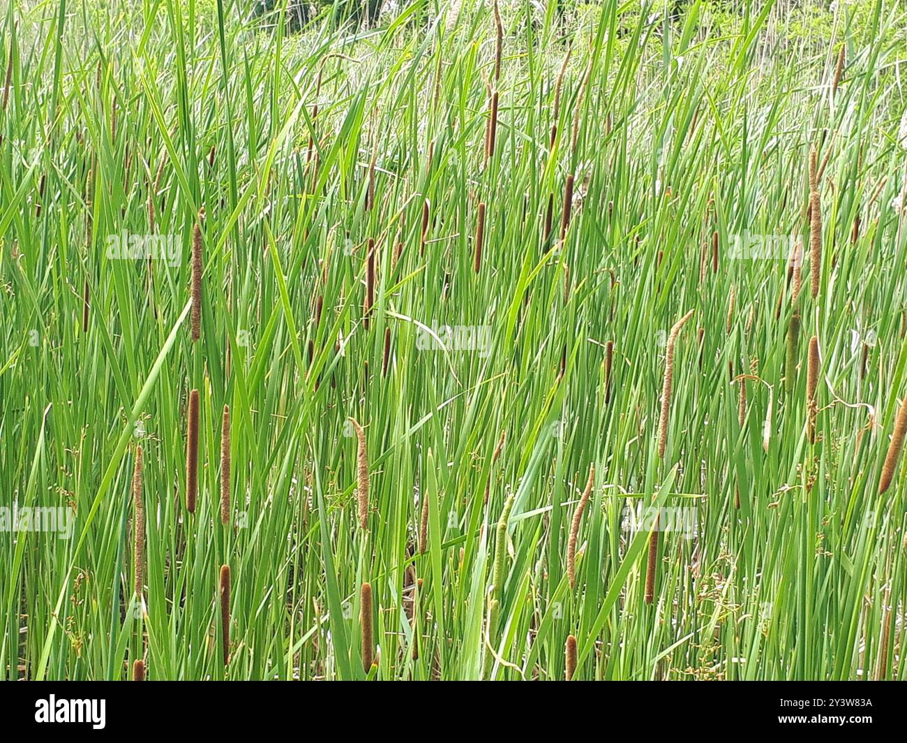 narrow-leaved cattail (Typha angustifolia) Plantae Stock Photo - Alamy