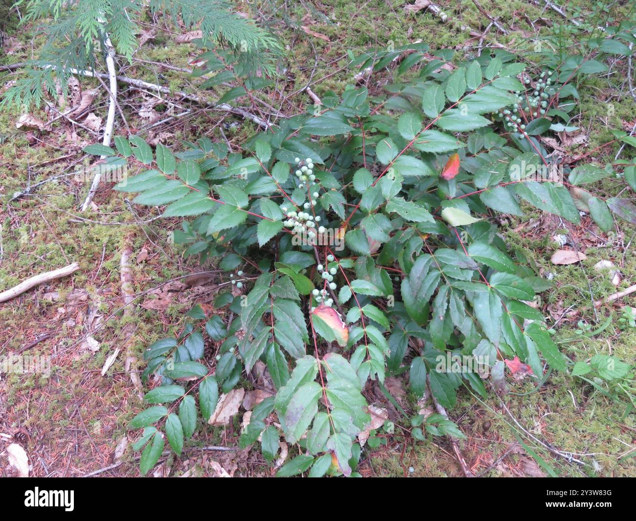 Cascade Oregon-grape (Berberis nervosa) Plantae Stock Photo - Alamy