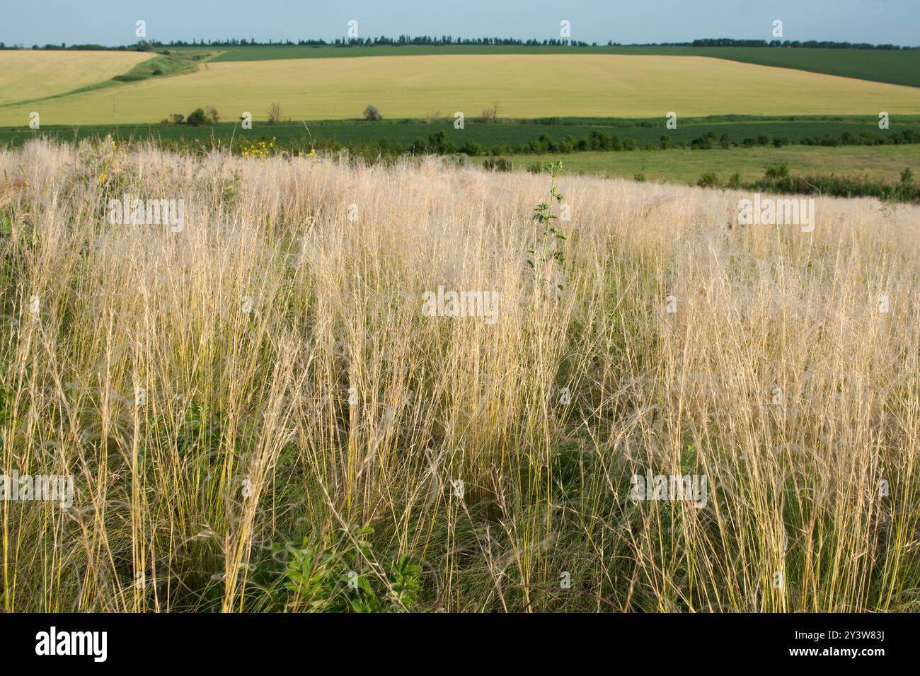 (Stipa lessingiana) Plantae Stock Photo - Alamy