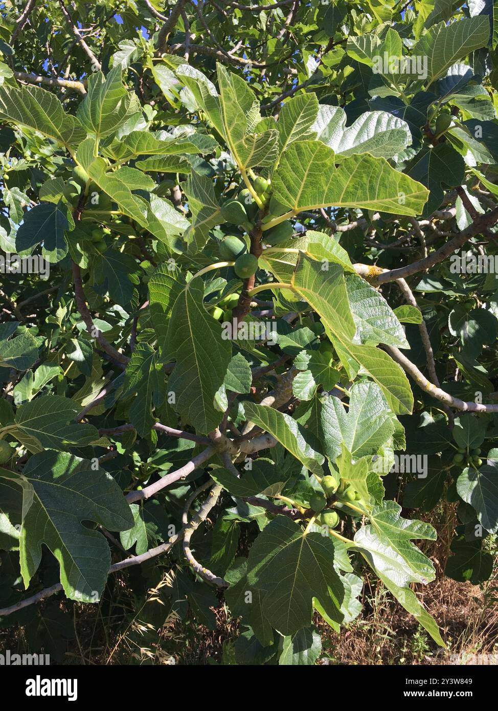 common fig (Ficus carica) Plantae Stock Photo - Alamy