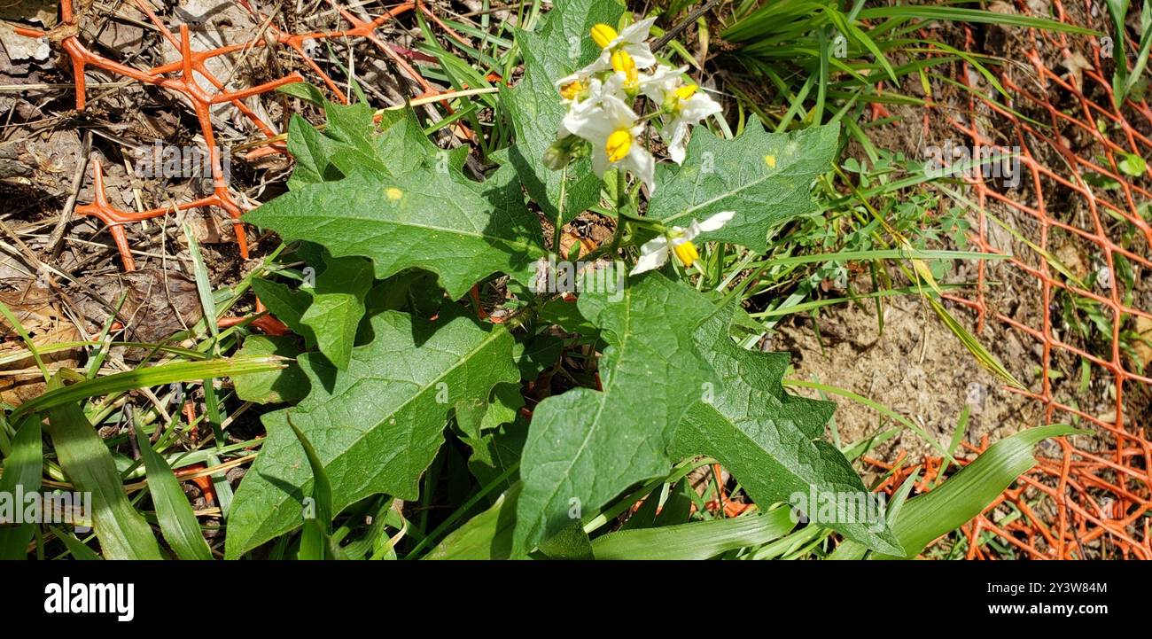 Carolina horsenettle (Solanum carolinense) Plantae Stock Photo - Alamy