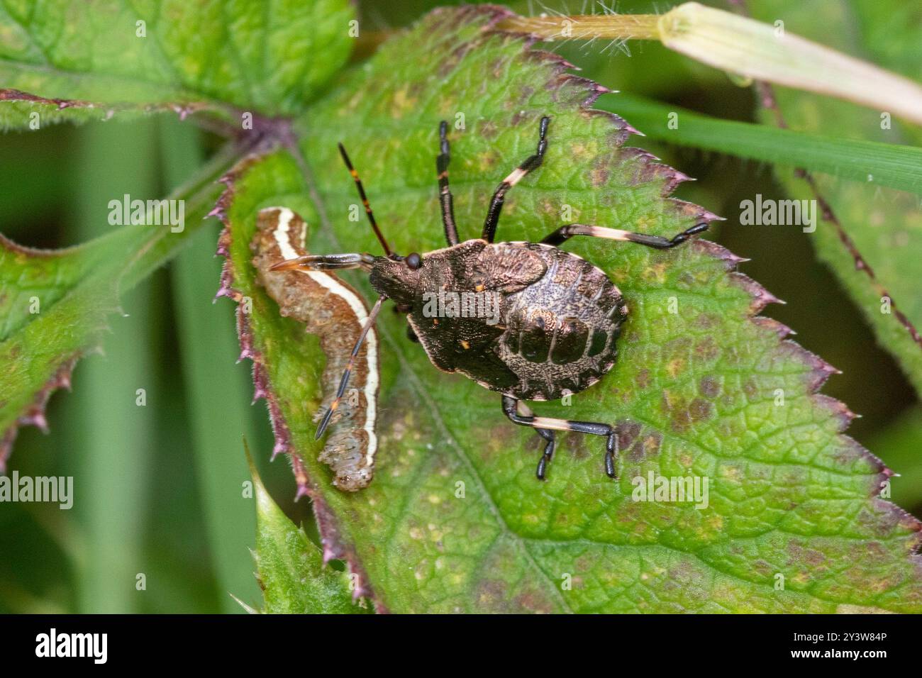 Spiny Shield Bug (Picromerus bidens) Insecta Stock Photo - Alamy