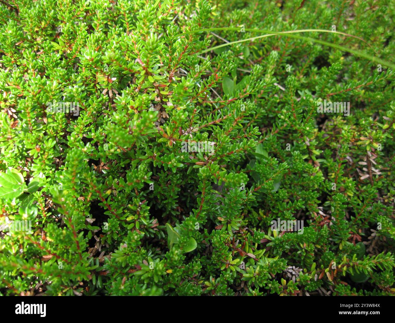 black crowberry (Empetrum nigrum) Plantae Stock Photo - Alamy