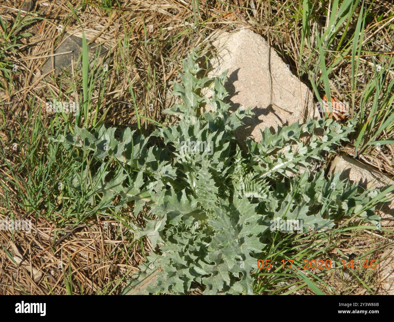 wavyleaf thistle (Cirsium undulatum) Plantae Stock Photo - Alamy