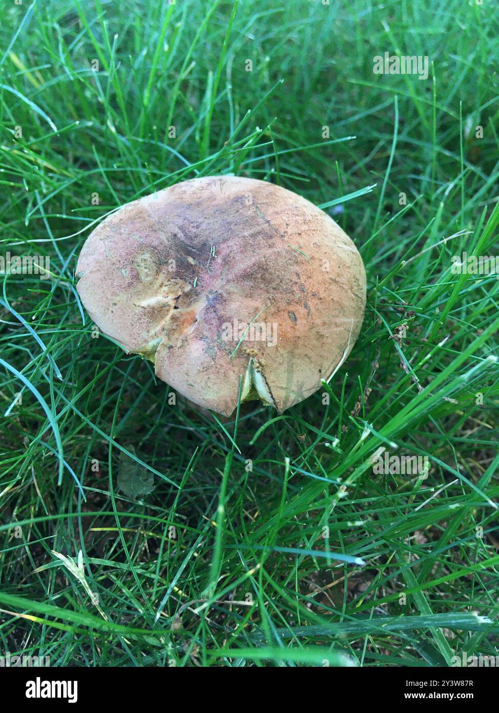 Red-mouth Bolete (Neoboletus subvelutipes) Fungi Stock Photo - Alamy