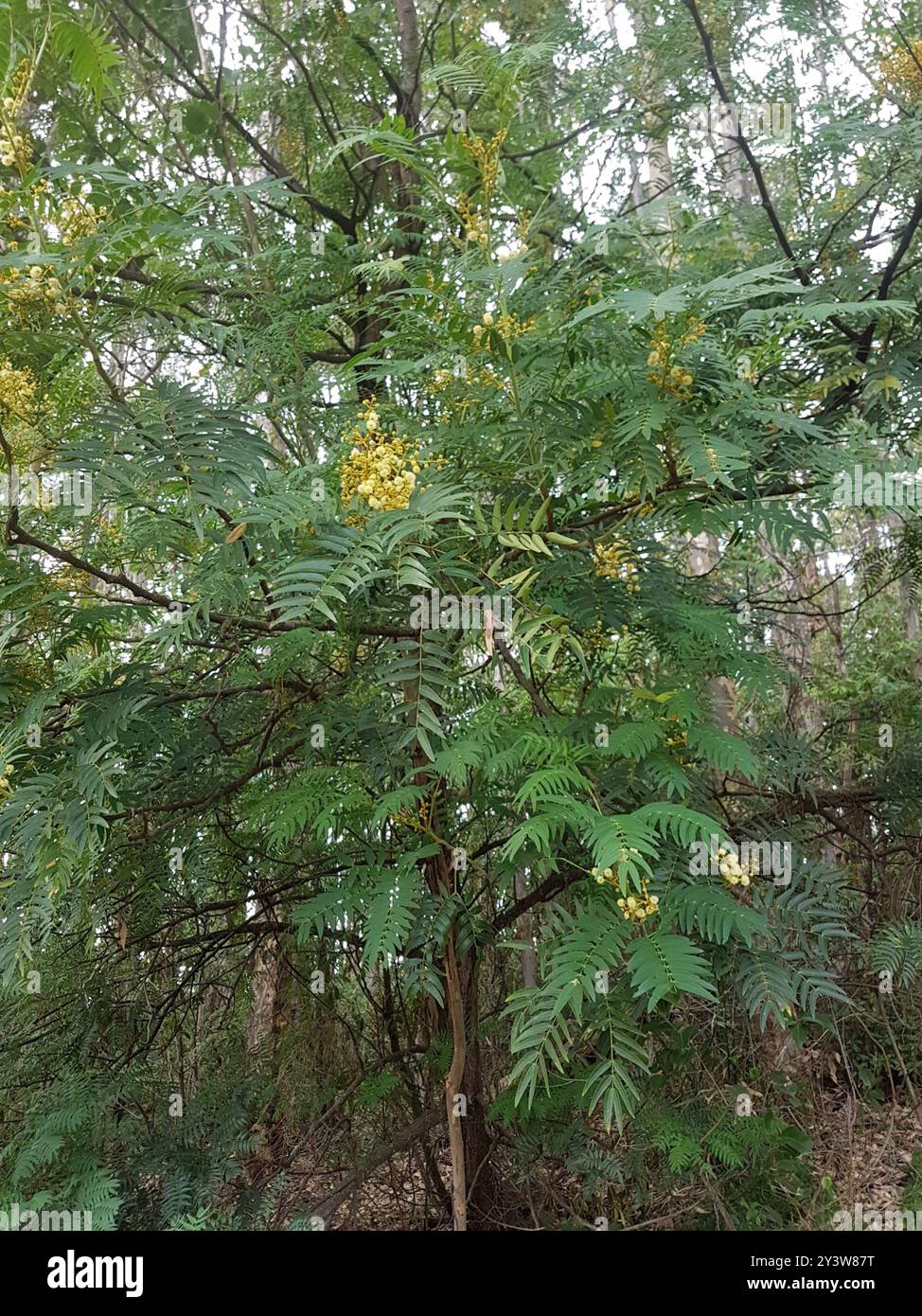 Cedar wattle (Acacia elata) Plantae Stock Photo - Alamy