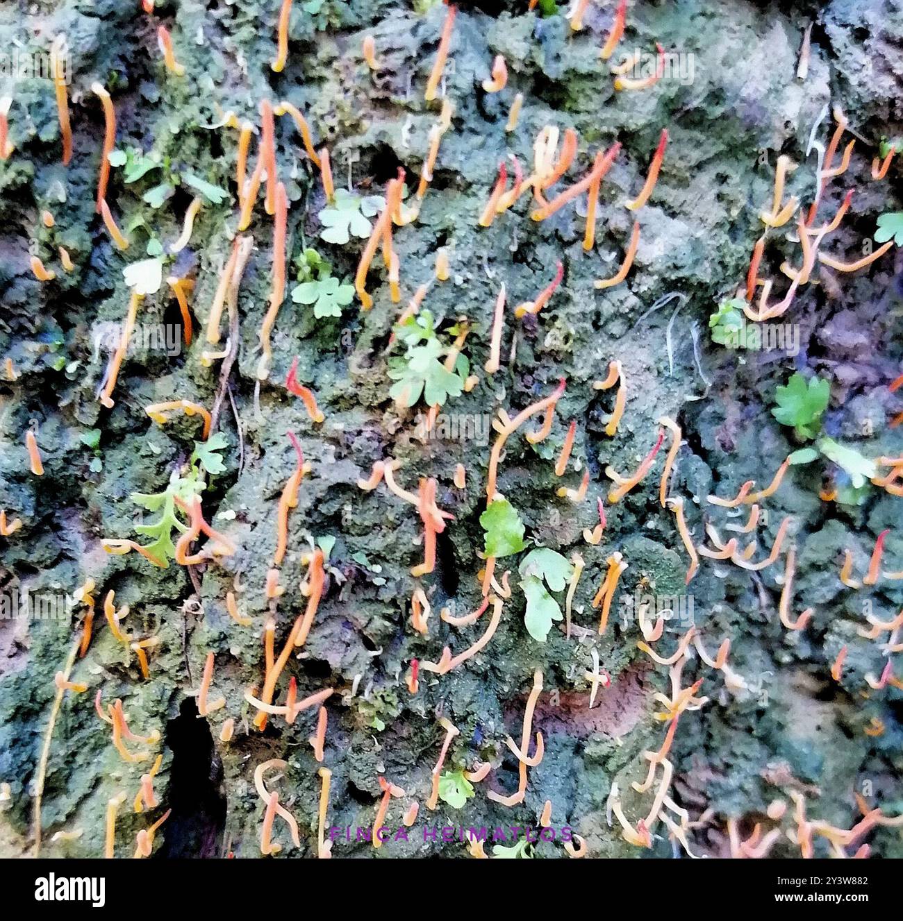 (Sulzbacheromyces caatingae) Fungi Stock Photo - Alamy