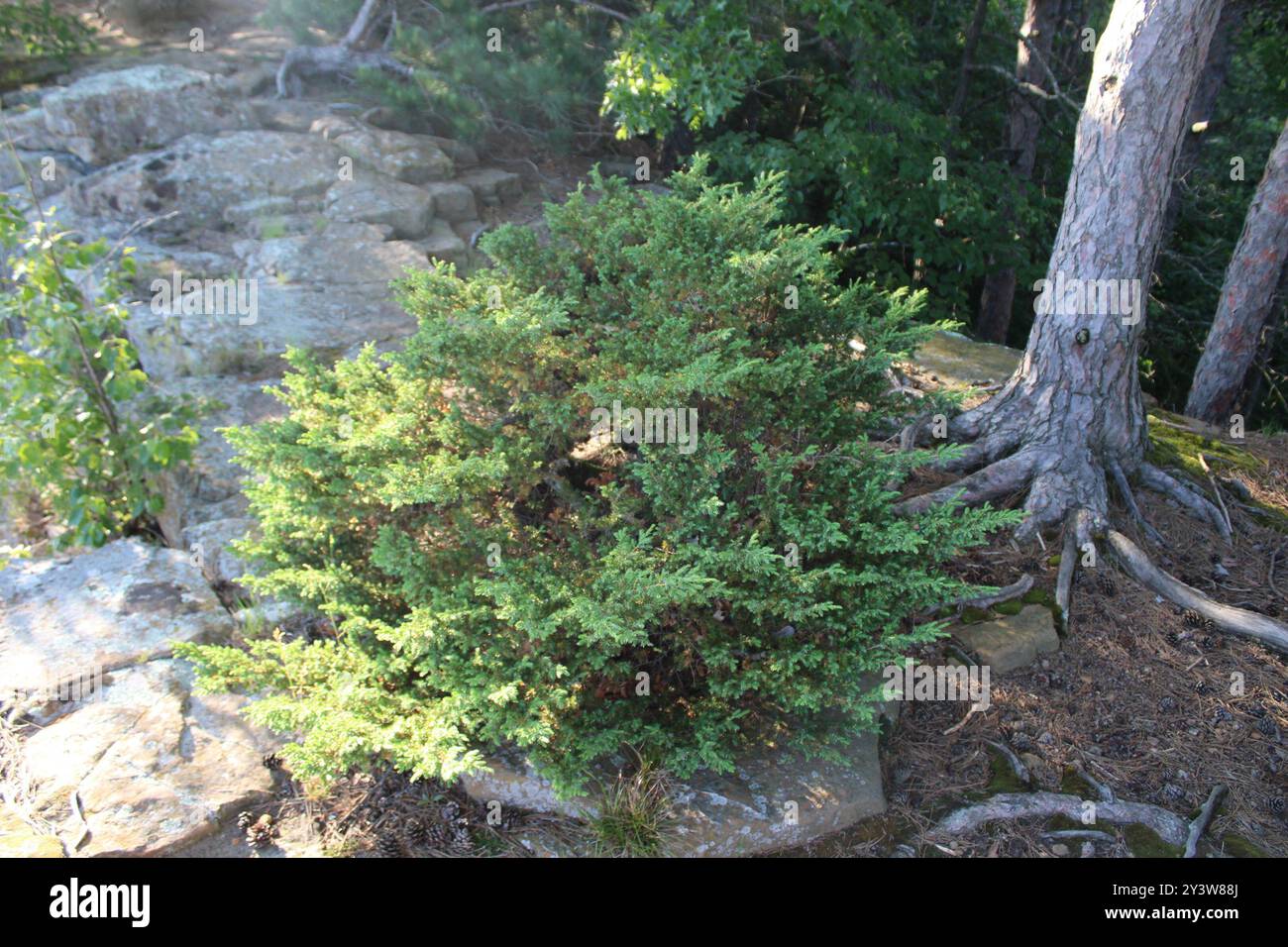 common juniper (Juniperus communis) Plantae Stock Photo - Alamy