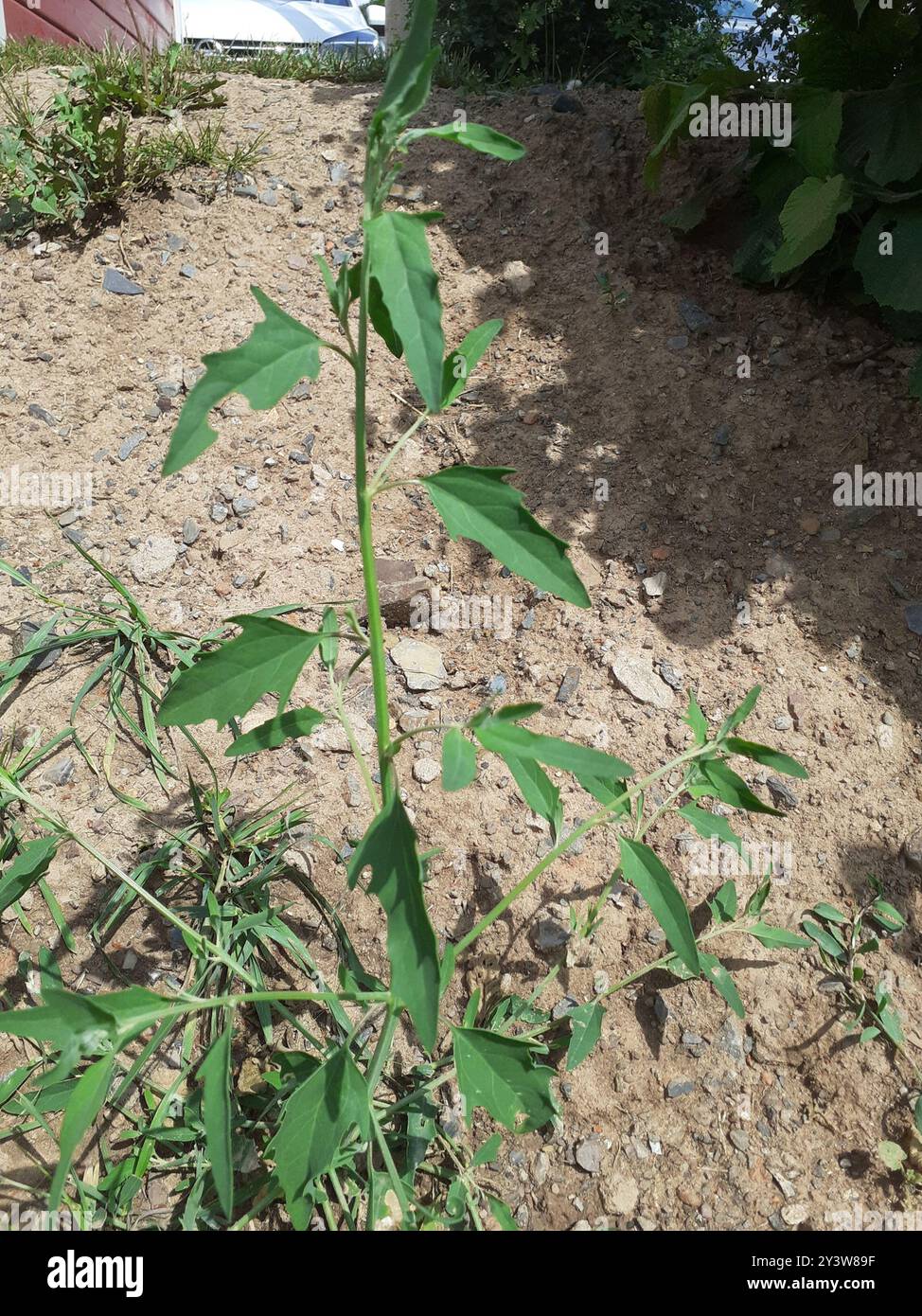 Chenopodioideae subfamily hi-res stock photography and images - Alamy