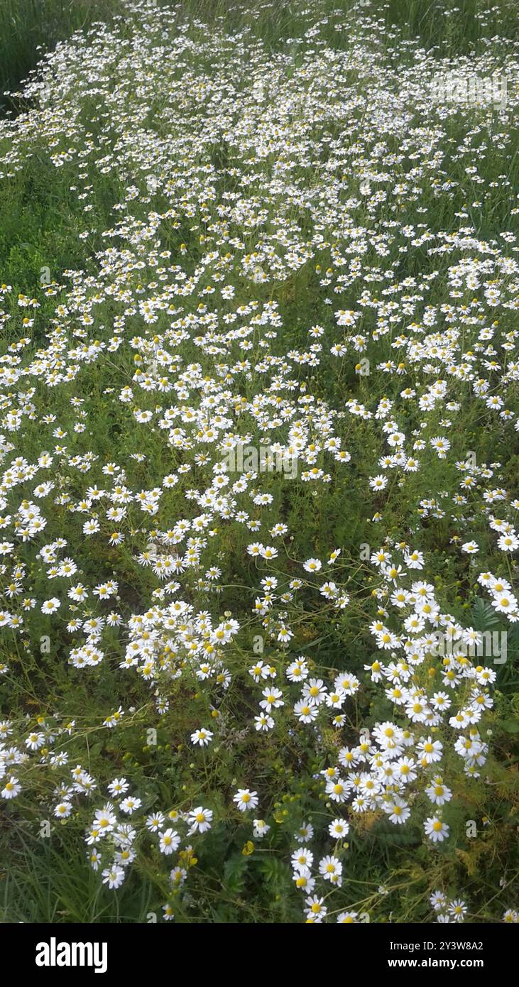 scentless mayweed (Tripleurospermum inodorum) Plantae Stock Photo - Alamy