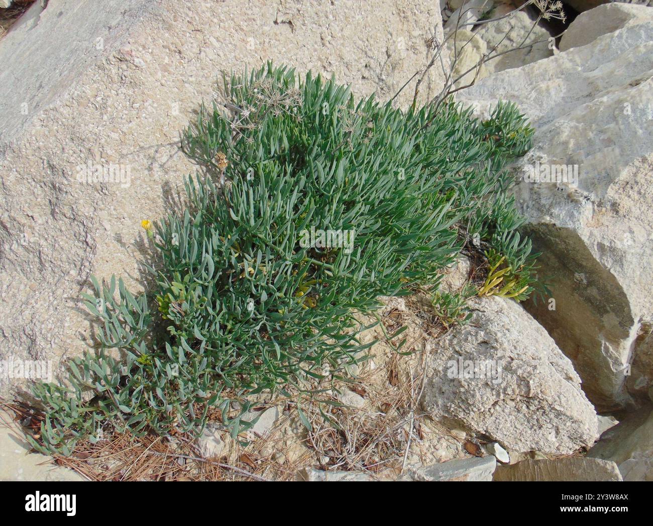 rock samphire (Crithmum maritimum) Plantae Stock Photo - Alamy
