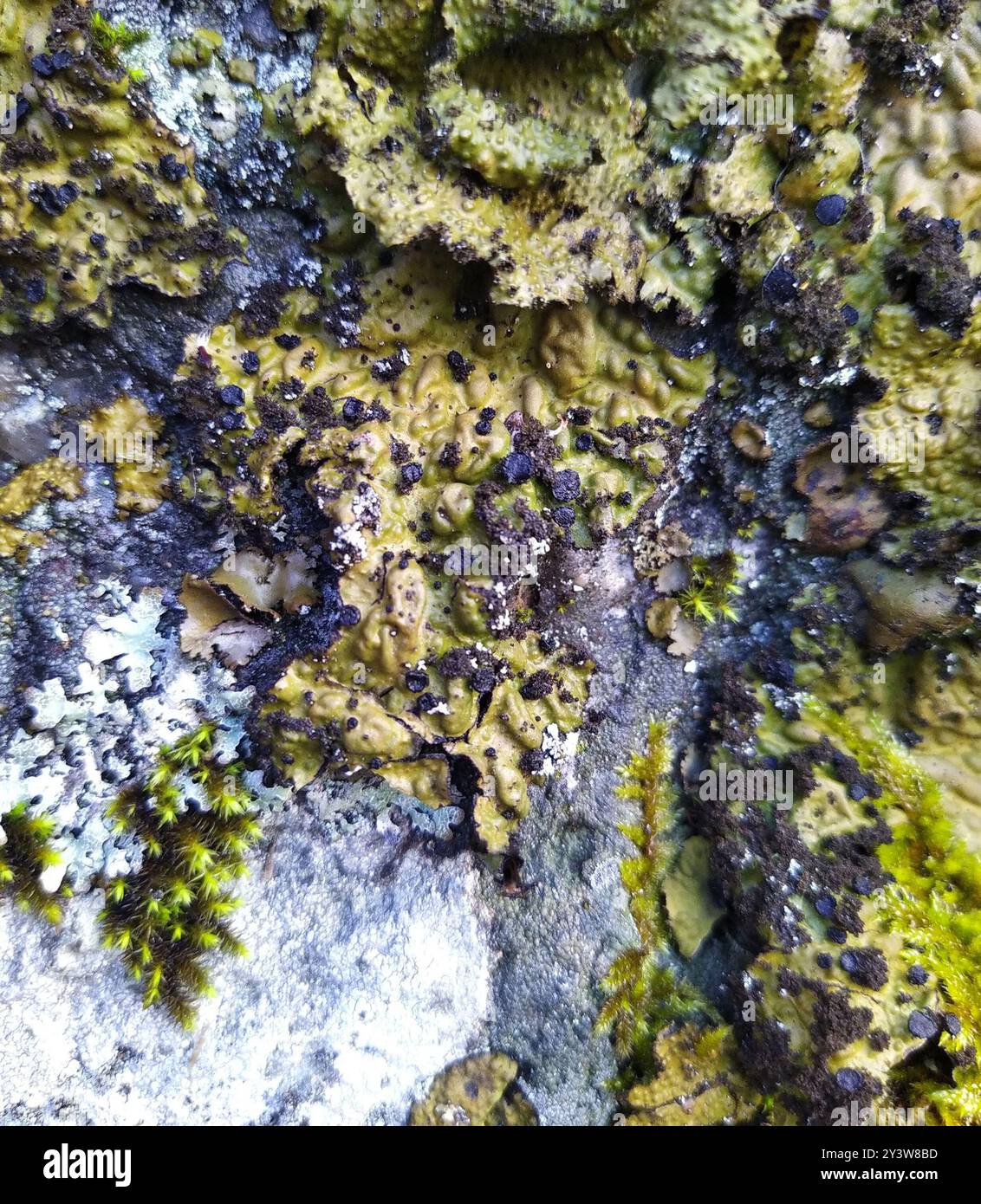 (Lasallia pustulata) Fungi Stock Photo - Alamy