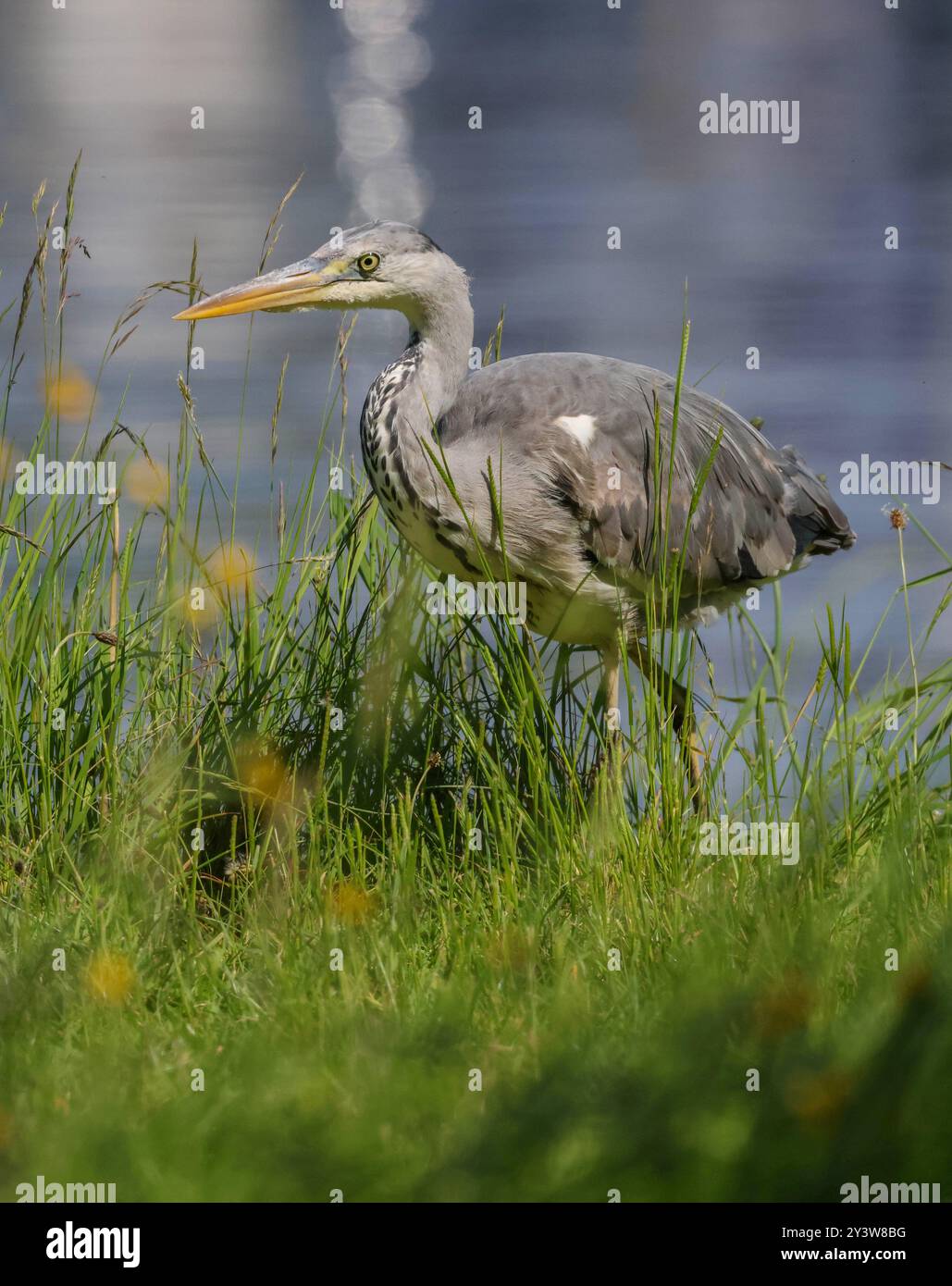Ardea cinerea Grey Heron UK Ireland upright on grassy bank with marina ...