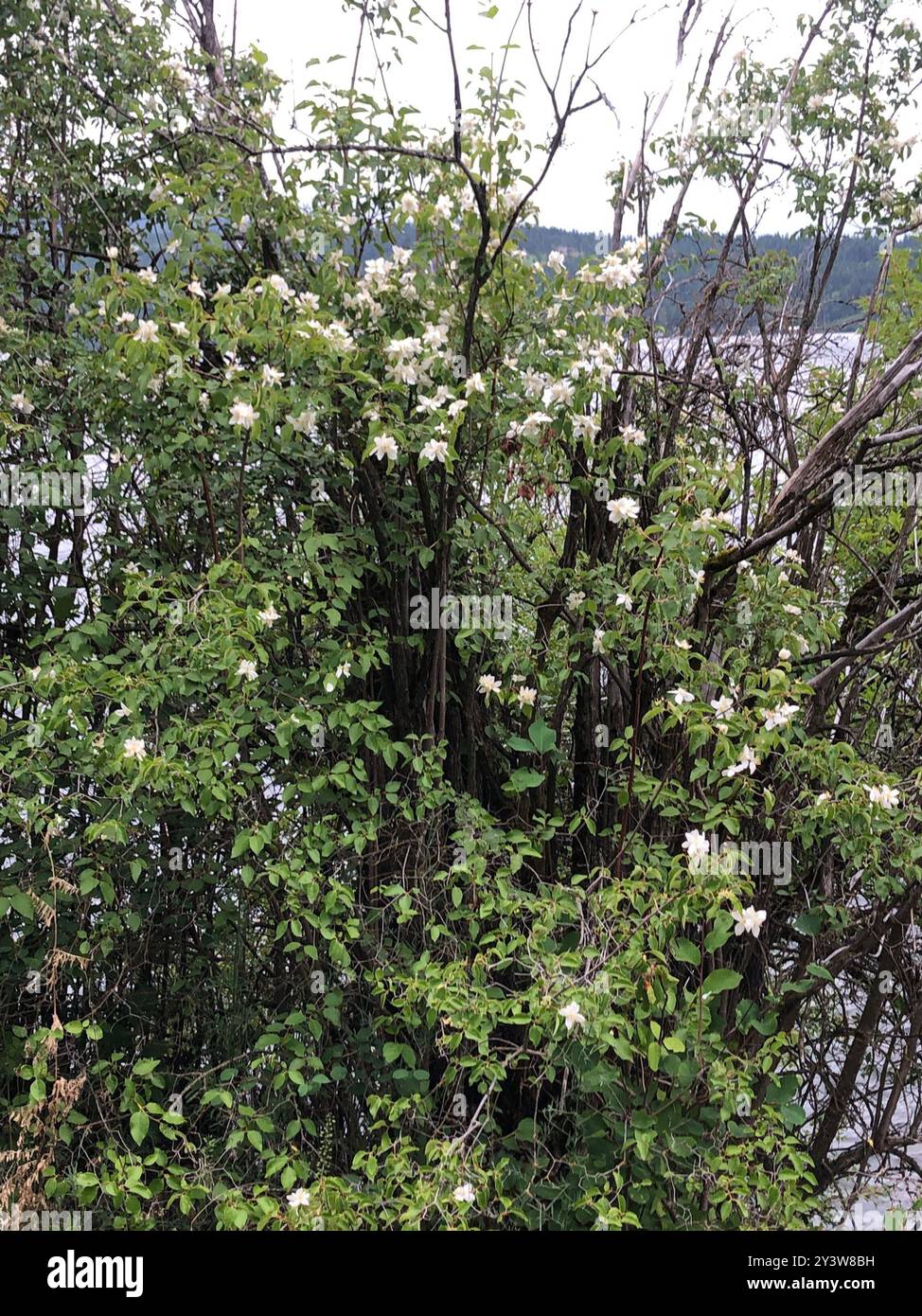 Lewis' mock orange (Philadelphus lewisii) Plantae Stock Photo - Alamy