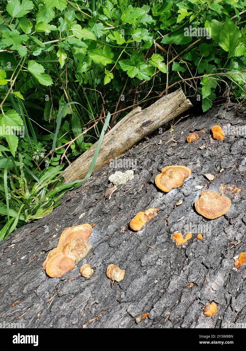 Northern Cinnabar Polypore (Trametes cinnabarina) Fungi Stock Photo - Alamy