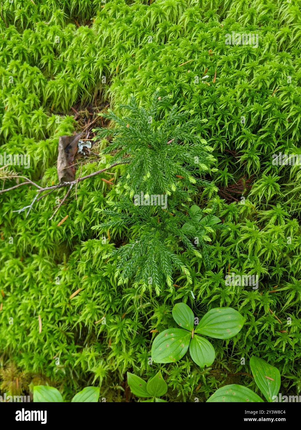 prickly tree-clubmoss (Dendrolycopodium dendroideum) Plantae Stock ...