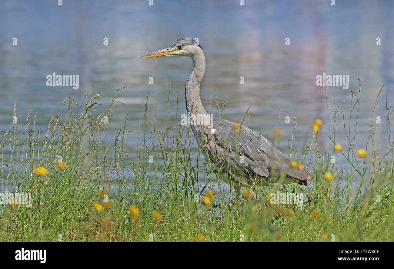 Ardea cinerea Grey Heron UK Ireland upright on grassy bank with marina ...