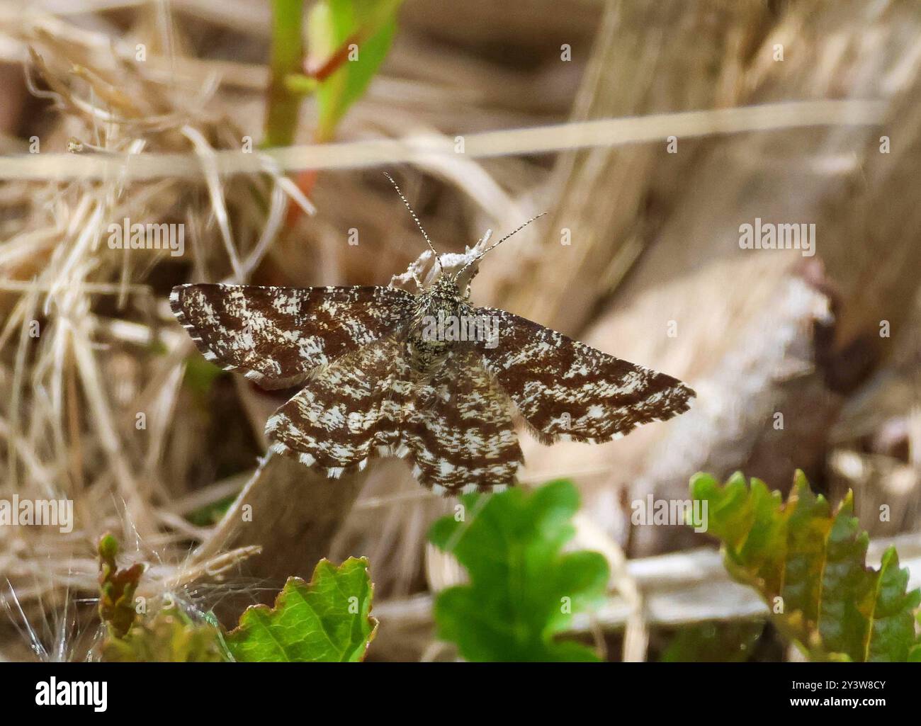 Common heath moth wing span hi-res stock photography and images - Alamy