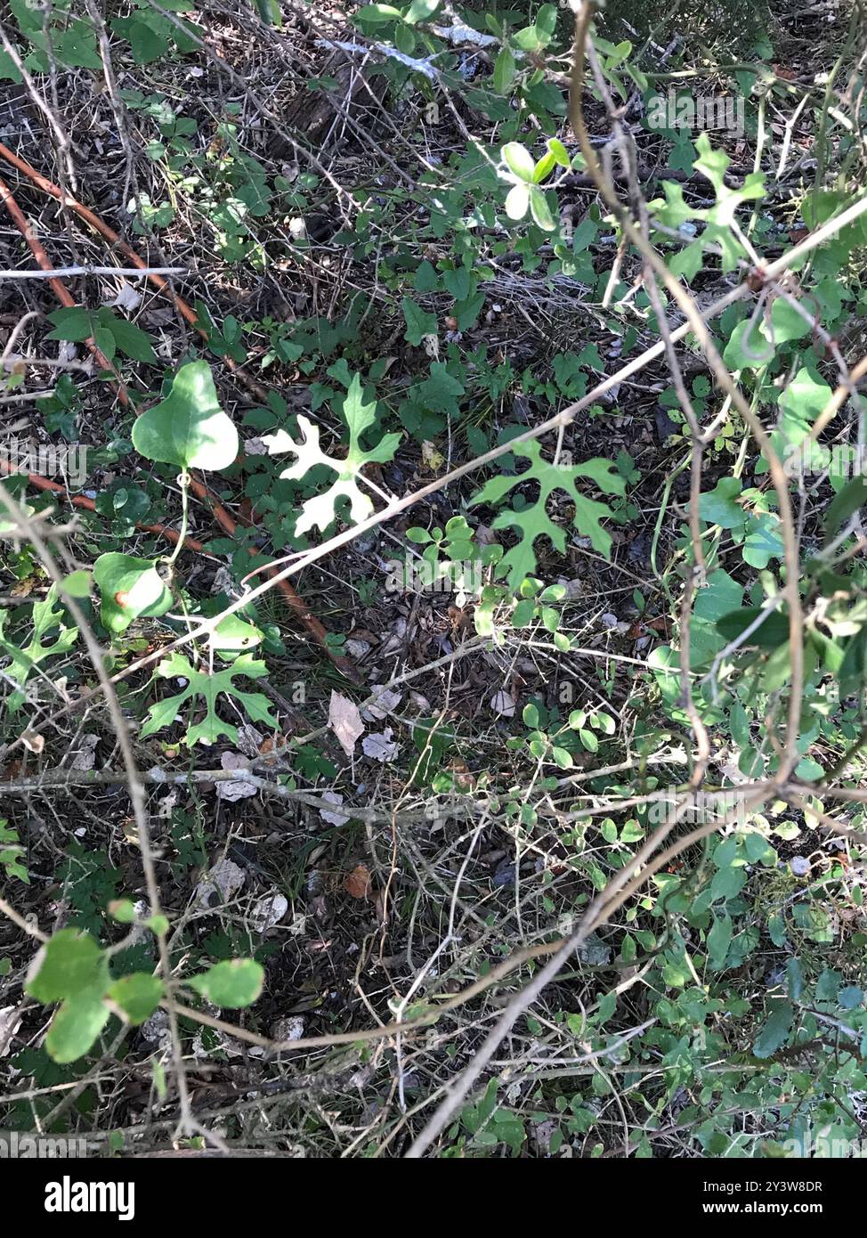 mustang grape (Vitis mustangensis) Plantae Stock Photo - Alamy
