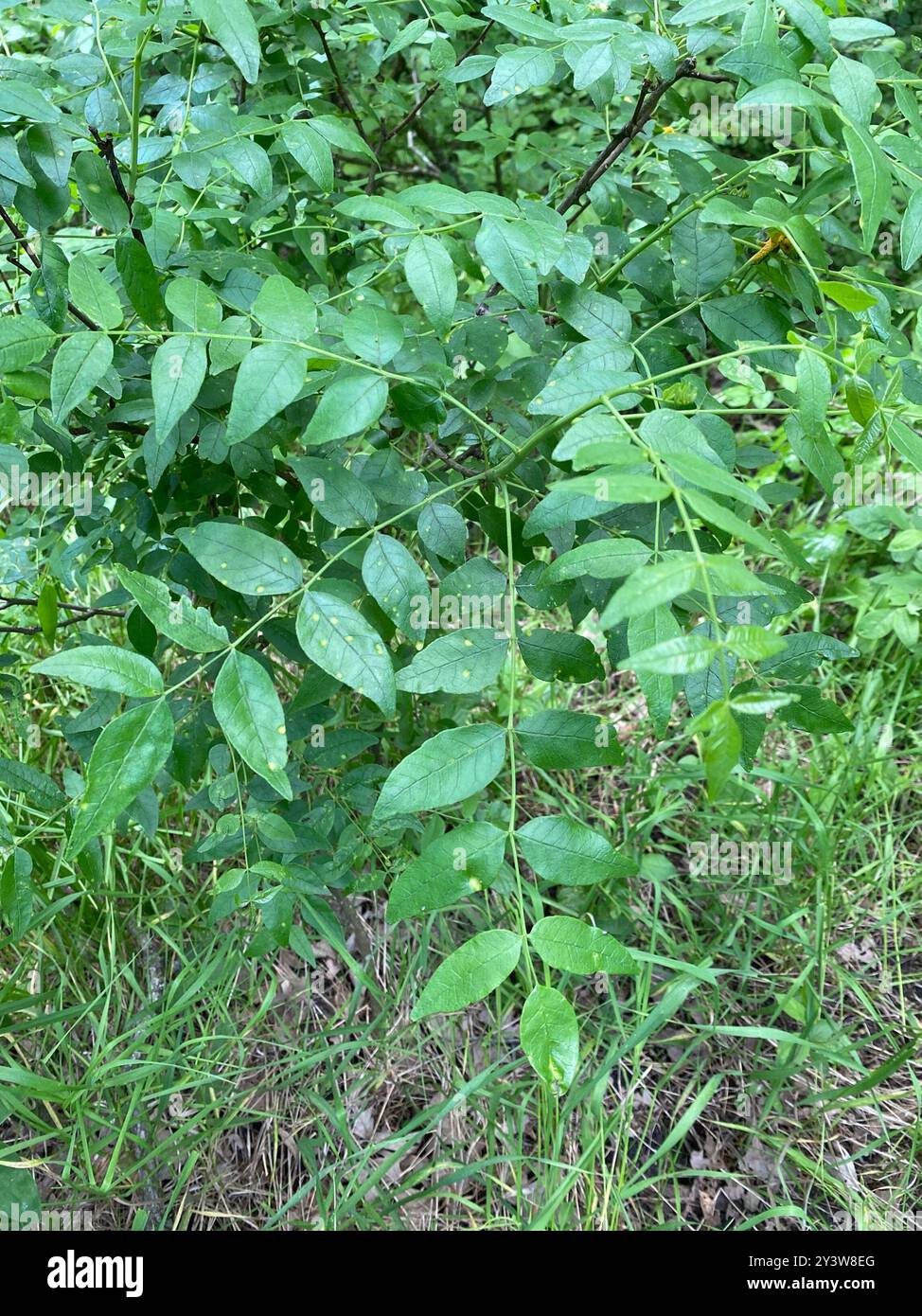 common prickly ash (Zanthoxylum americanum) Plantae Stock Photo - Alamy