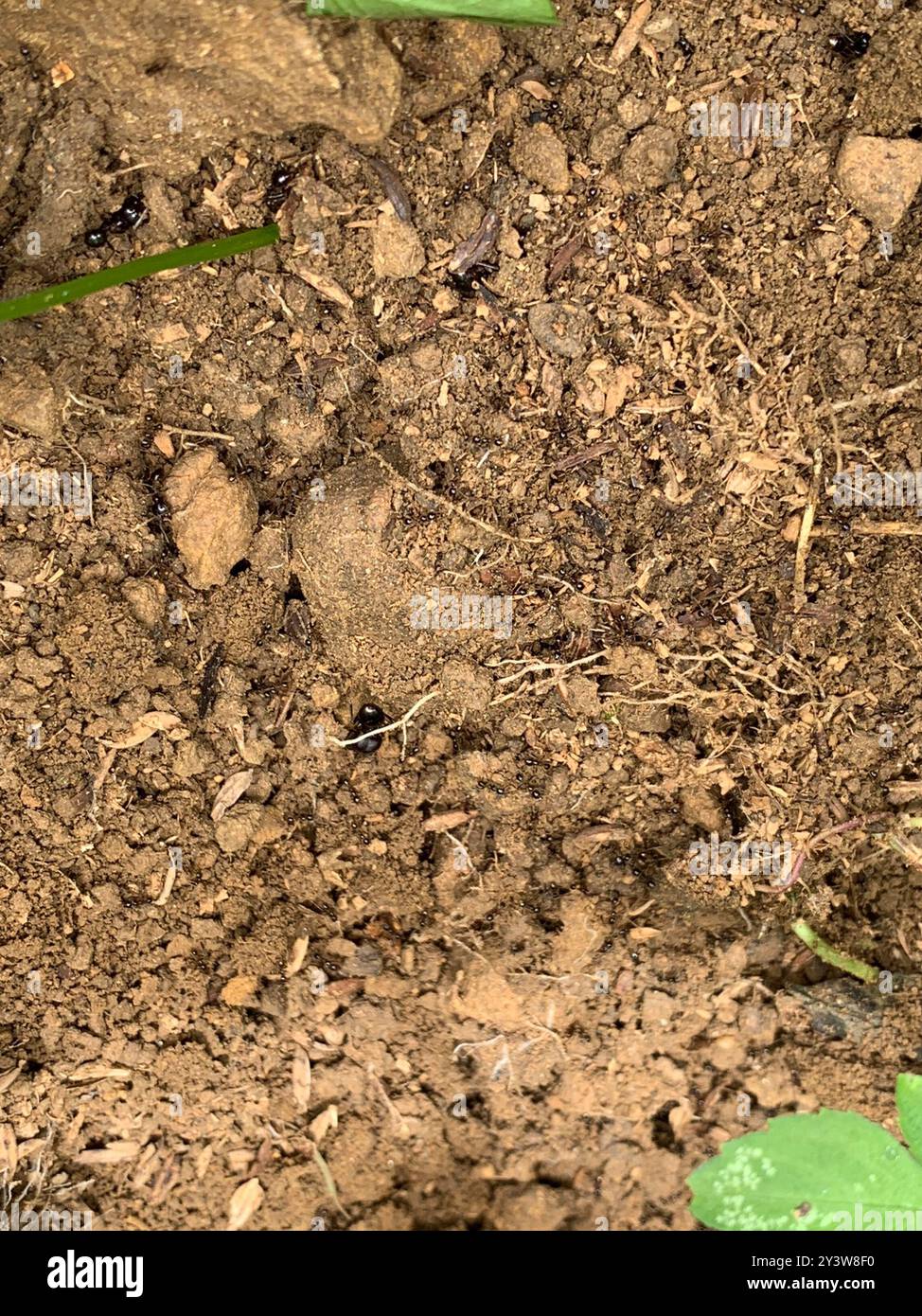 Marauder Ants and Carebara Thief Ants (Carebara) Insecta Stock Photo ...