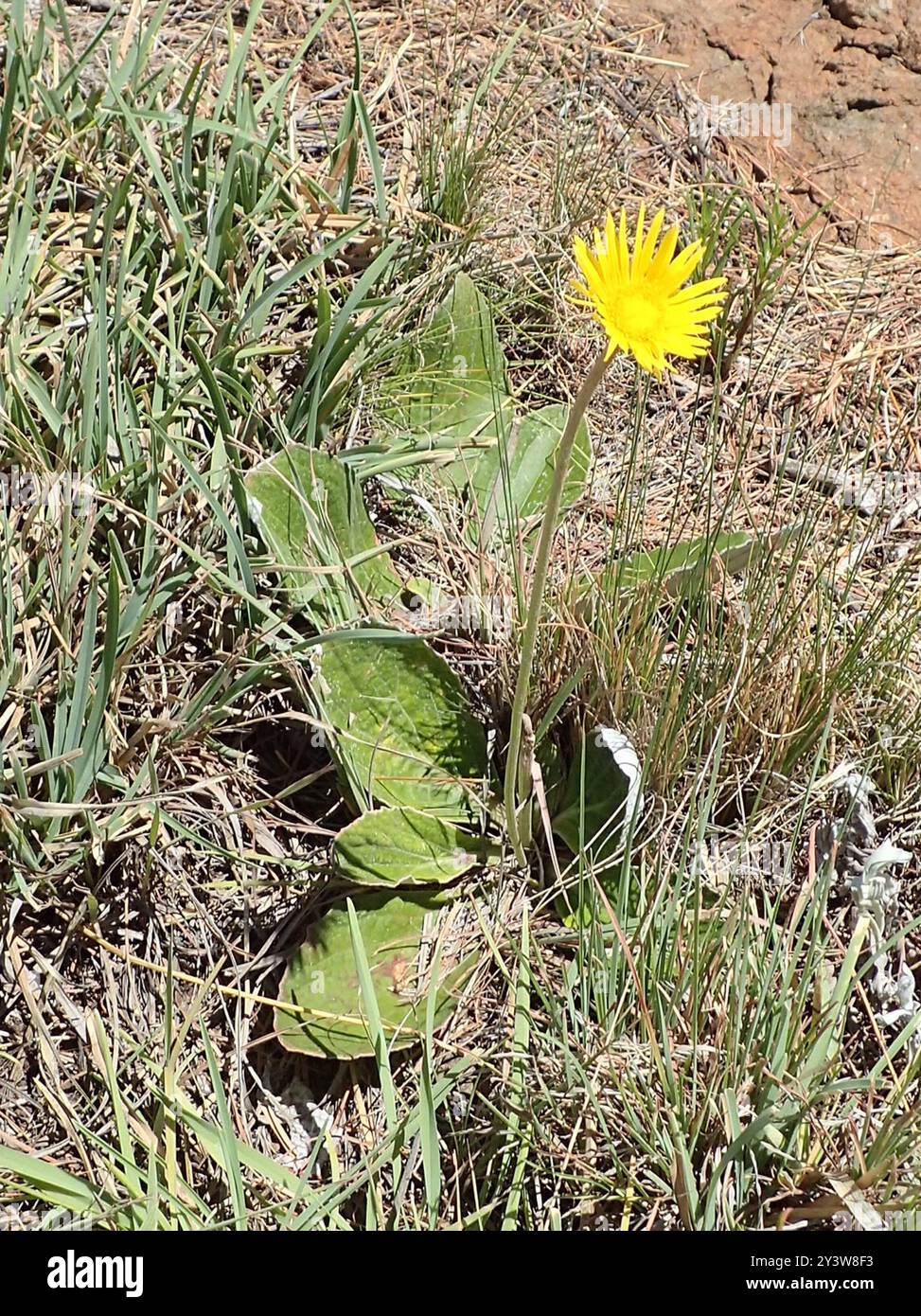 Common Falsegerbera (Haplocarpha scaposa) Plantae Stock Photo - Alamy
