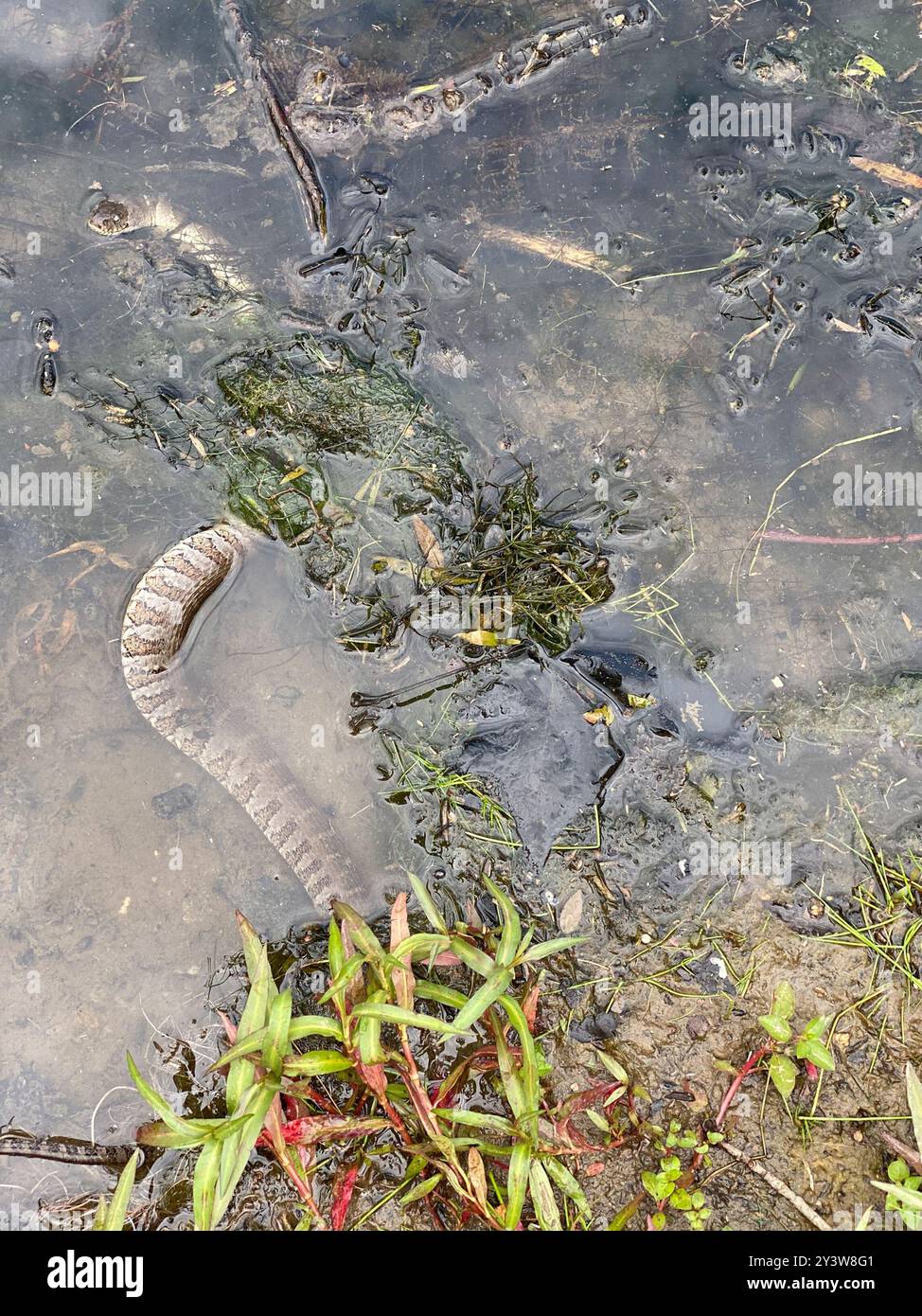 Northern Watersnake (Nerodia sipedon sipedon) Reptilia Stock Photo - Alamy
